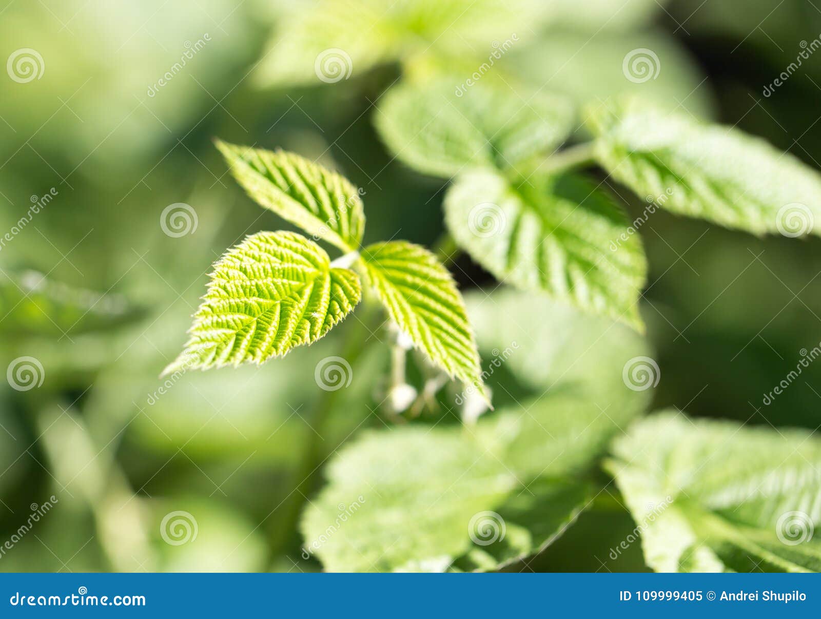 Young Raspberry Leaves in Nature Stock Image - Image of nature, garden ...