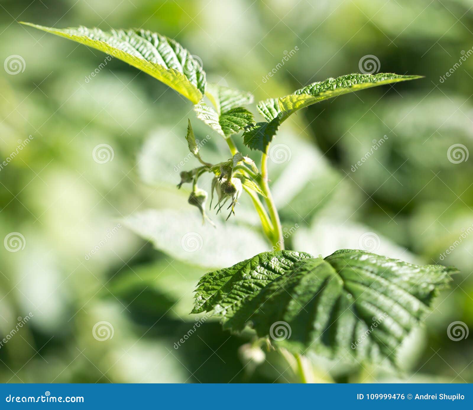 Young Raspberry Leaves in Nature Stock Photo - Image of medicine ...