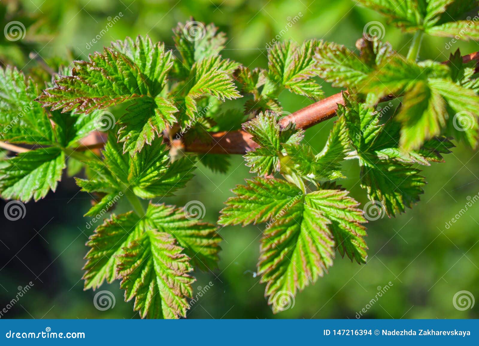 Young Raspberry Leaves in Spring. Stock Photo - Image of plant, white ...