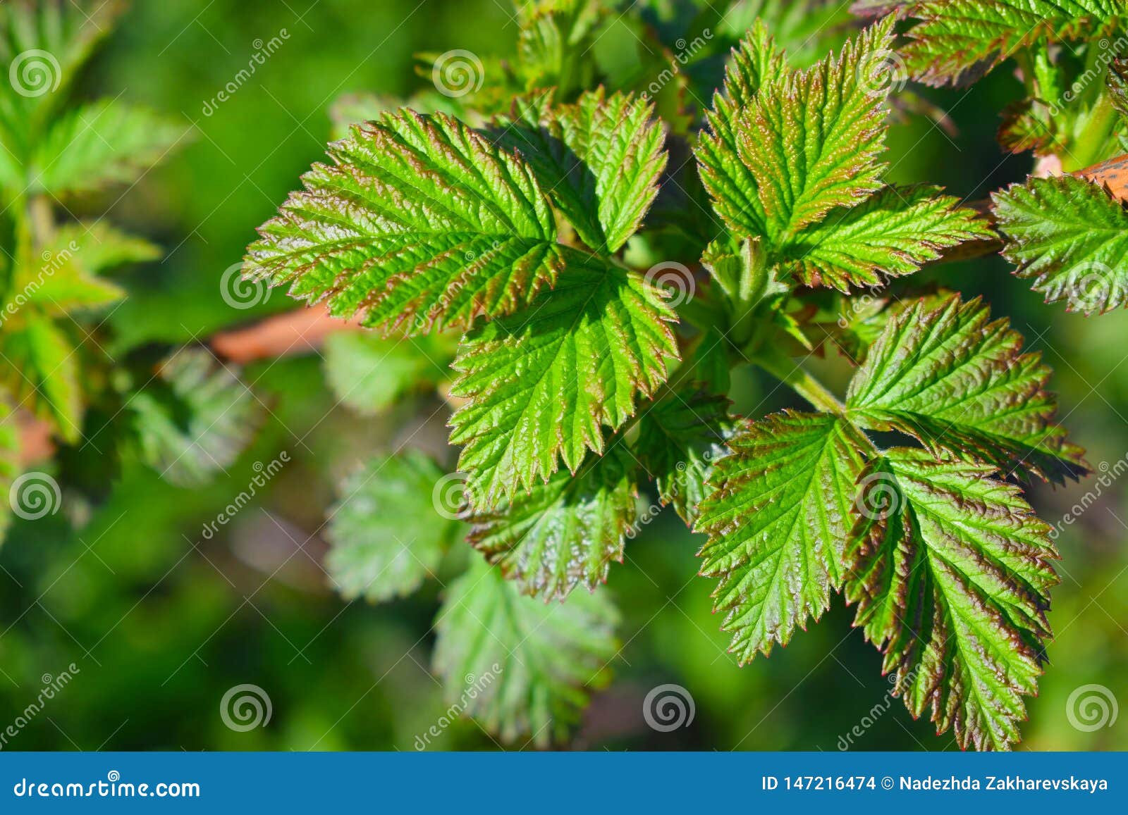 Young Raspberry Leaves in Spring. Stock Photo - Image of plant, fresh ...