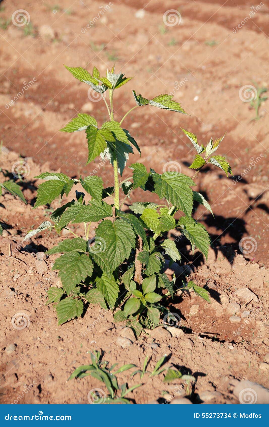 Young Raspberry Plant stock photo. Image of food, green - 55273734