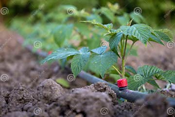 Young Raspberry Plants with Drip Irrigation Stock Photo - Image of food ...