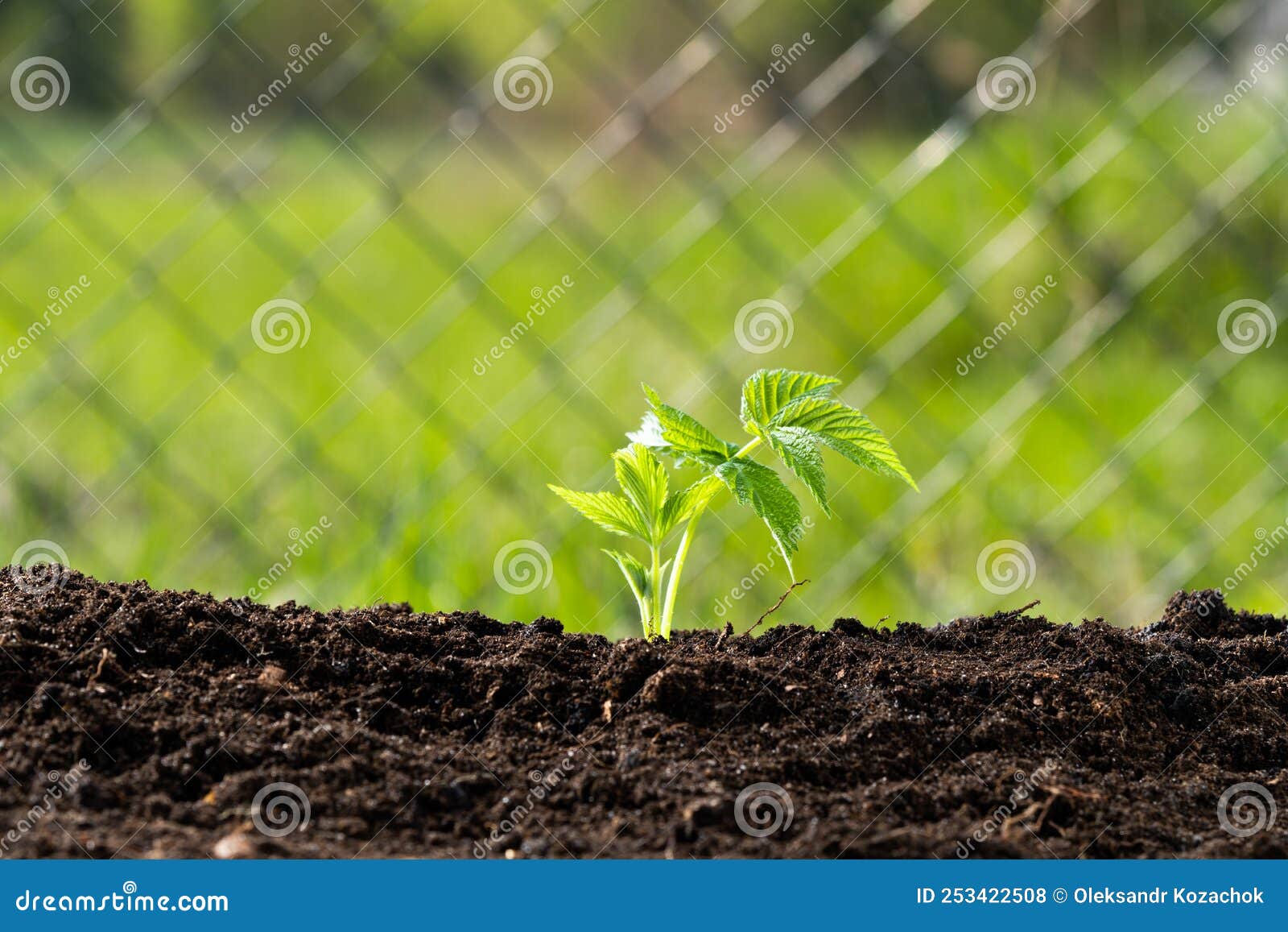 Young Raspberry Seedlings Growing in a Plant Tray Stock Photo - Image ...