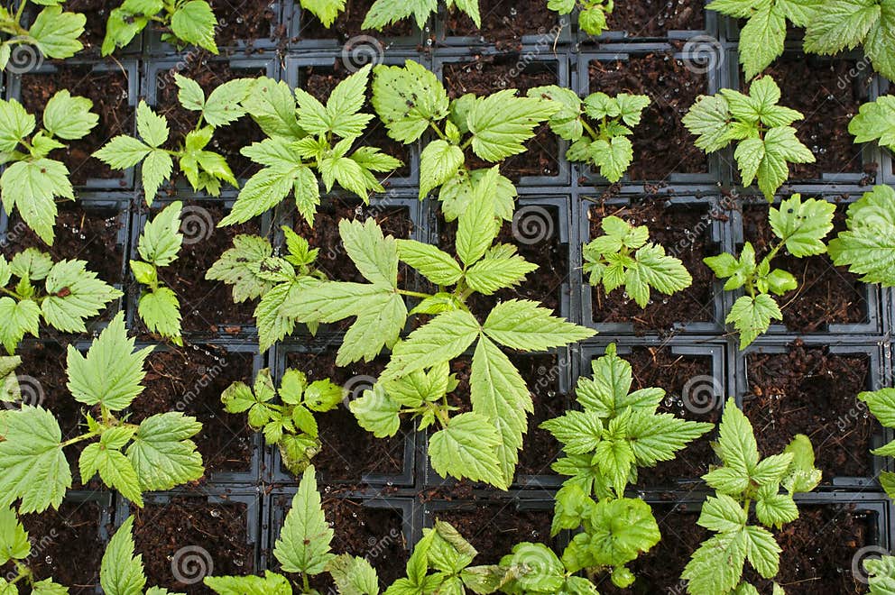 Young Raspberry Seedlings Growing in a Plant Tray. Stock Photo - Image ...