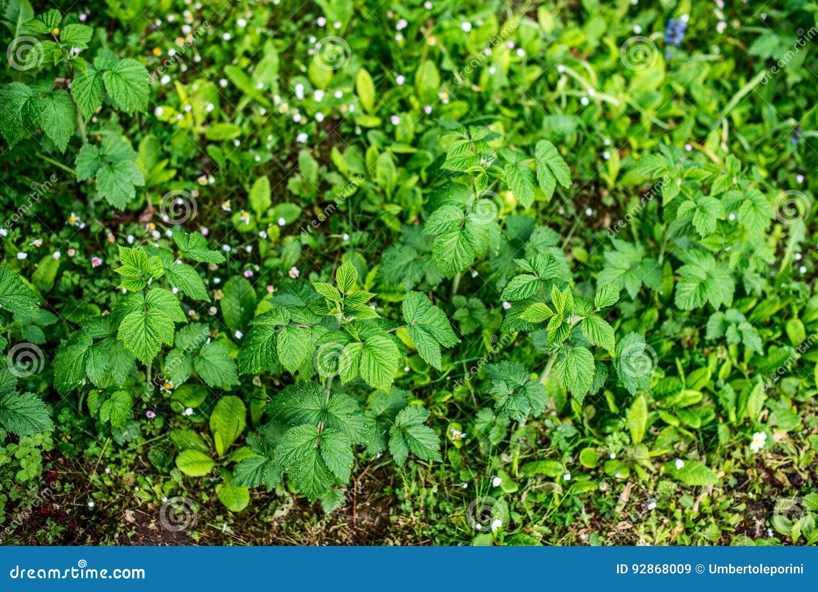 Young Raspberry Seedlings in Spring Stock Image - Image of bright ...