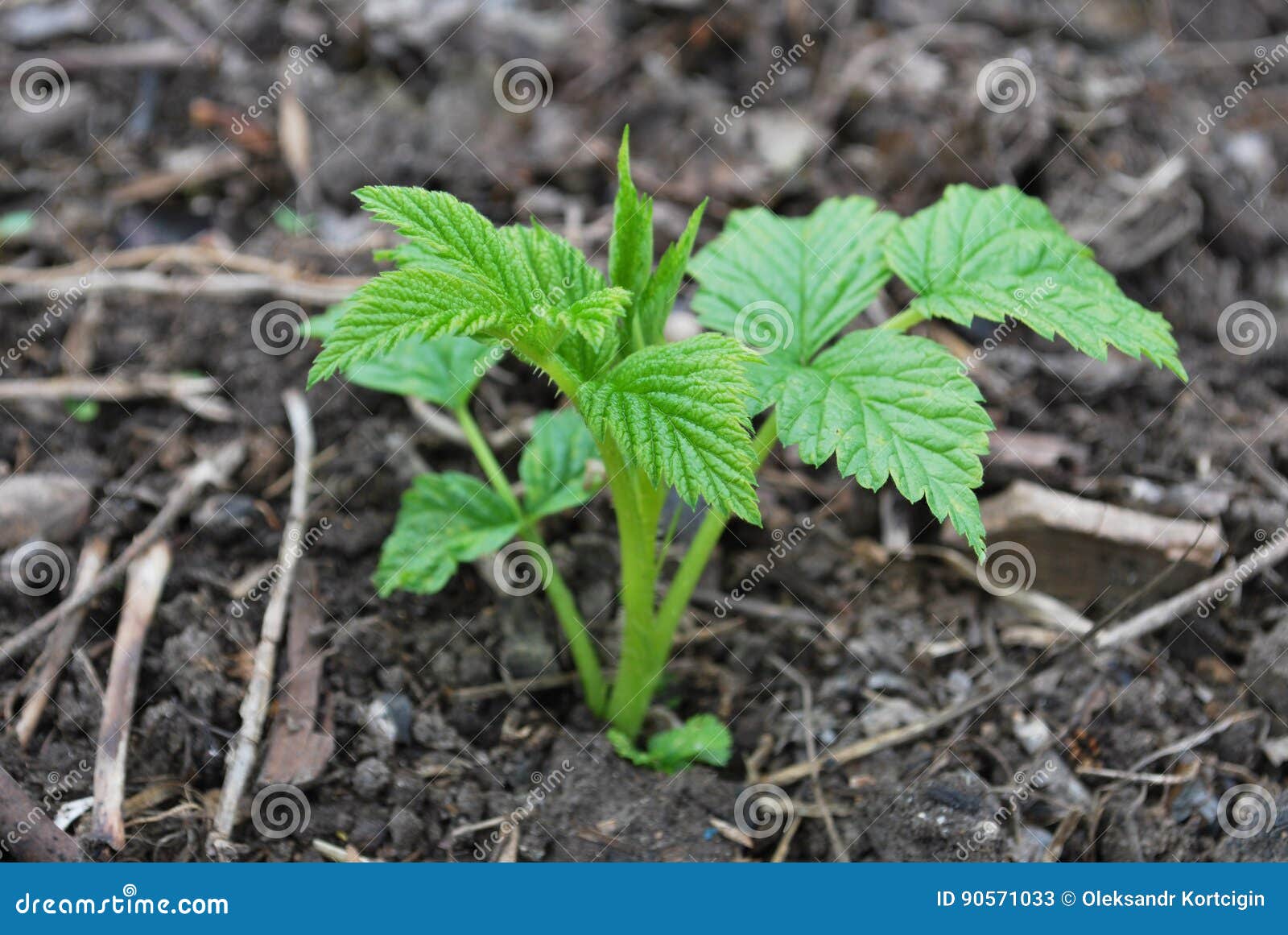 Young Raspberry Shoots Spring in Garden of Berries Stock Image - Image ...
