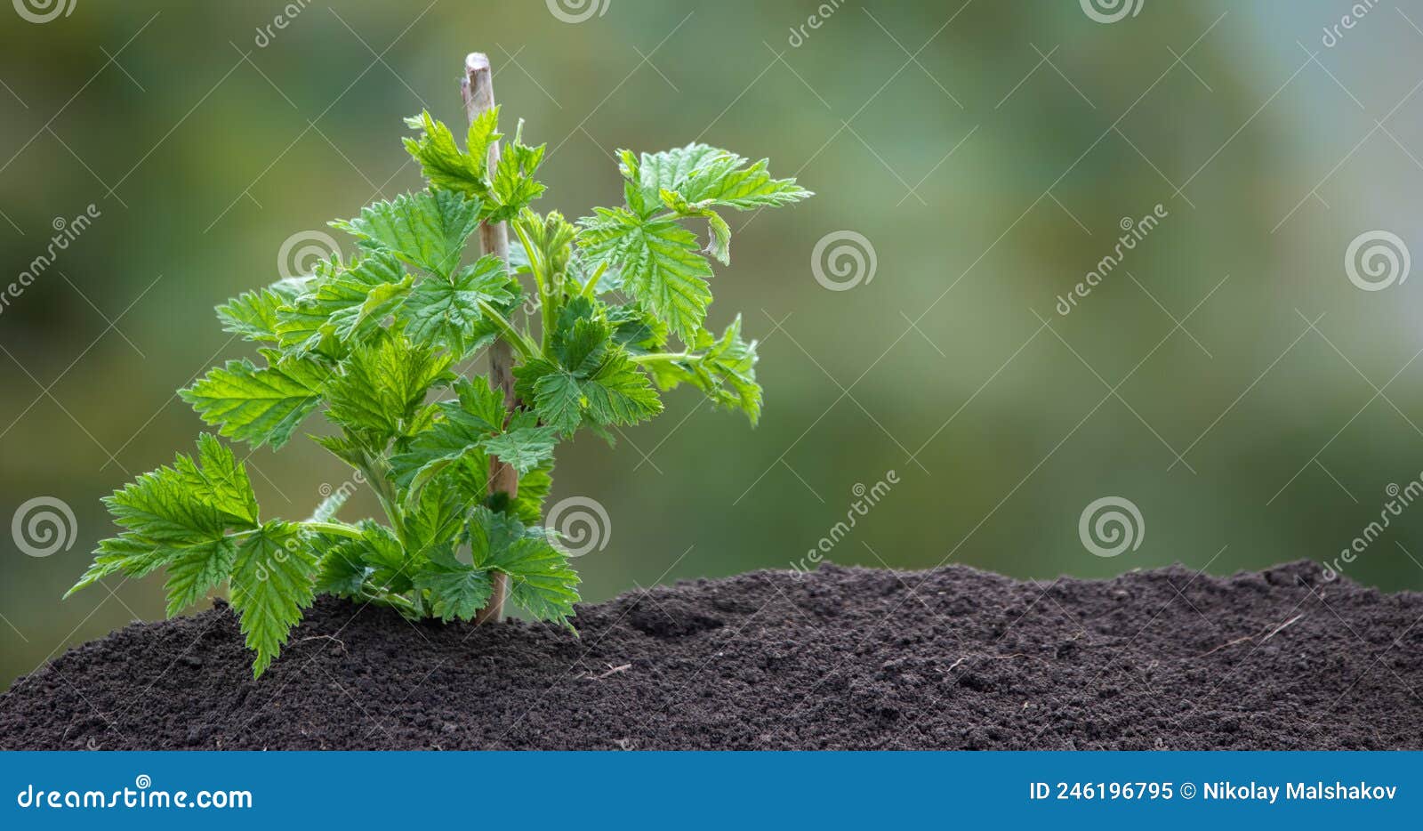 A Young Raspberry Sprout Grows Out of the Earth with Sunlight. Photo on ...