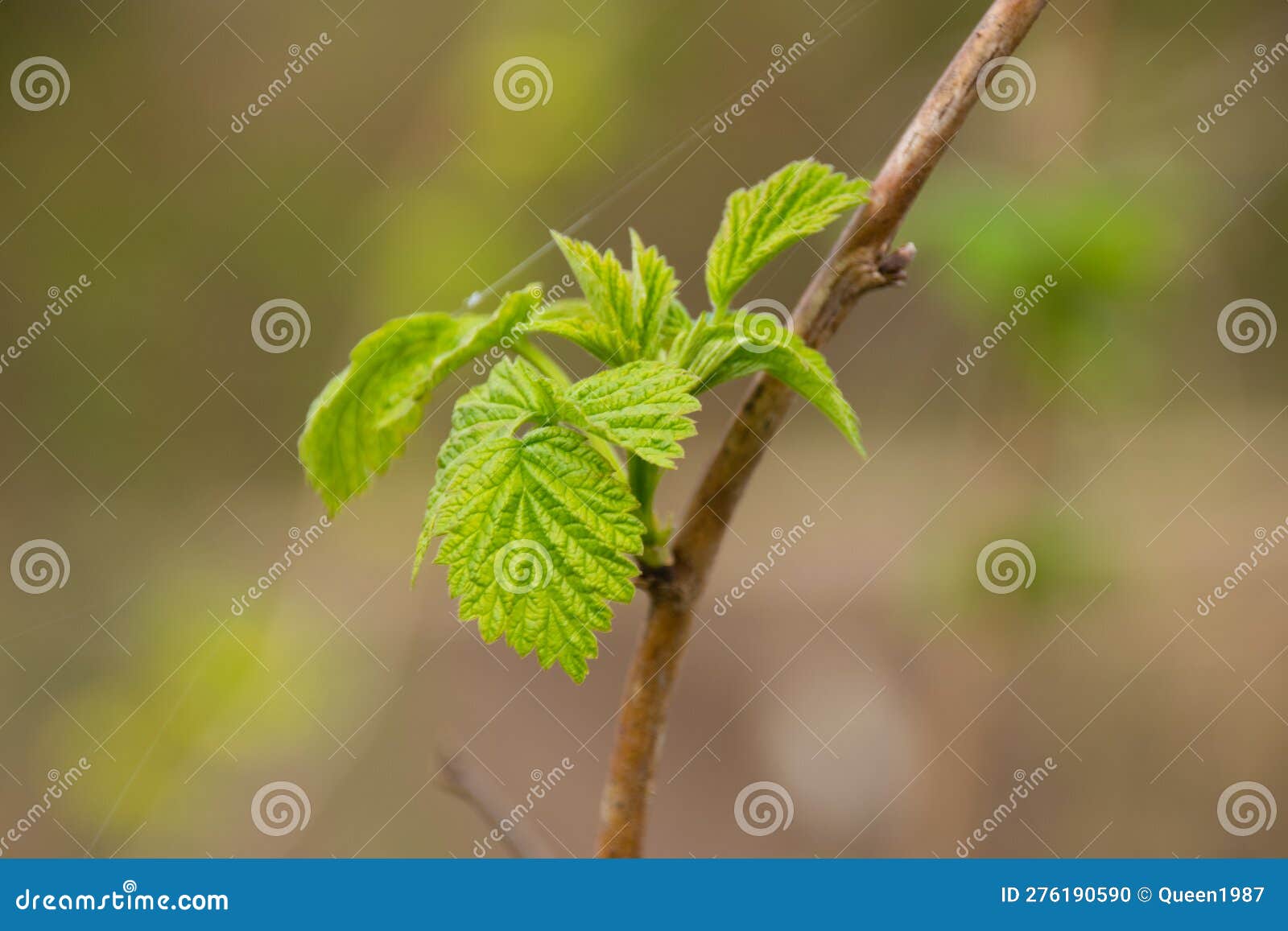 A Young Raspberry Sprout in the Homestead. Development of Plants in ...