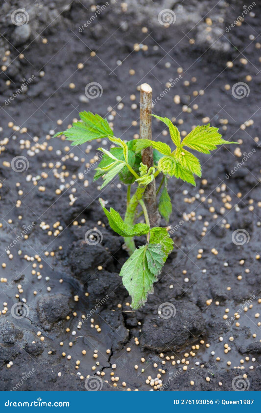 Young Raspberry Sprout in Spring. Raspberry Seedlings Planted in ...