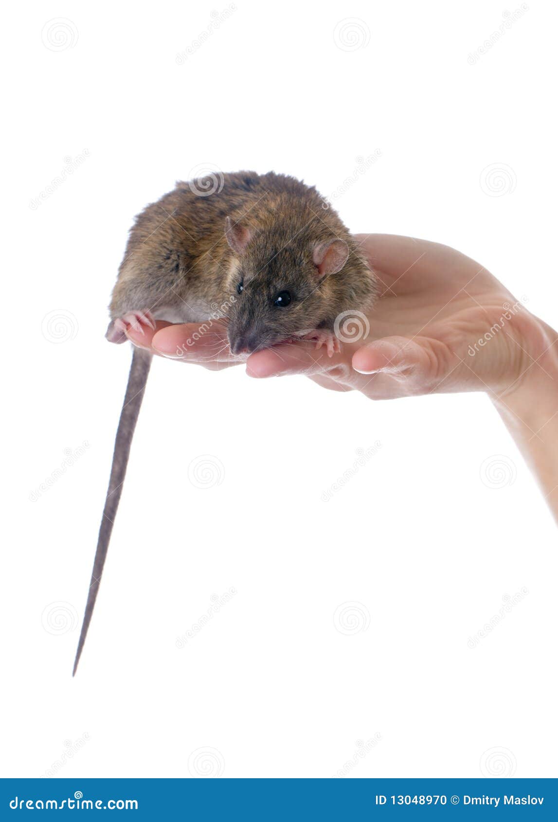 Young rat stock photo. Image of white, animals, pets - 13048970