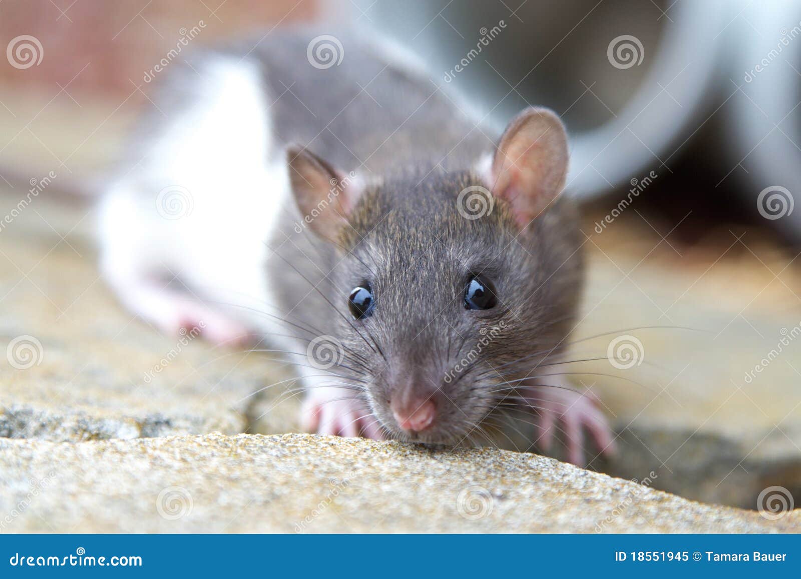 Young rat stock image. Image of fluffy, beige, white - 18551945