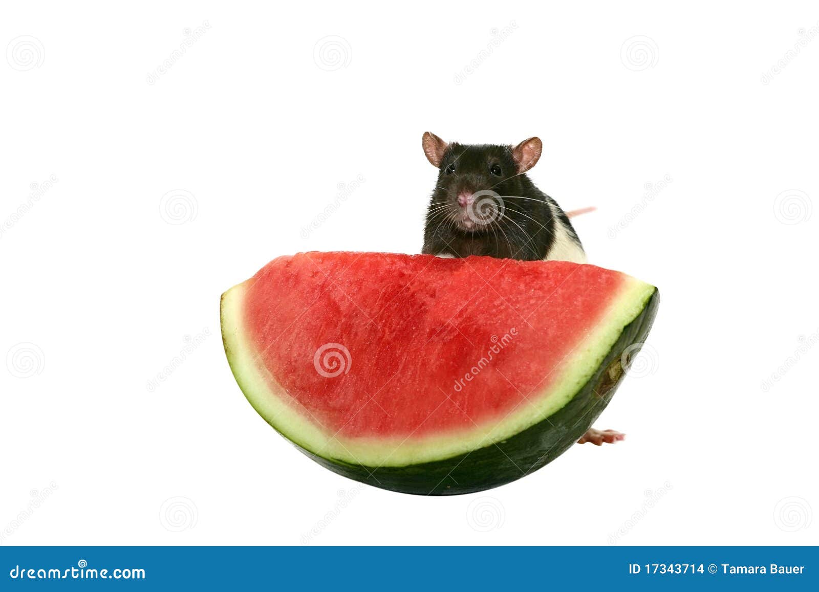 Young Rat Eating Watermelon Stock Photo - Image of black, small: 17343714