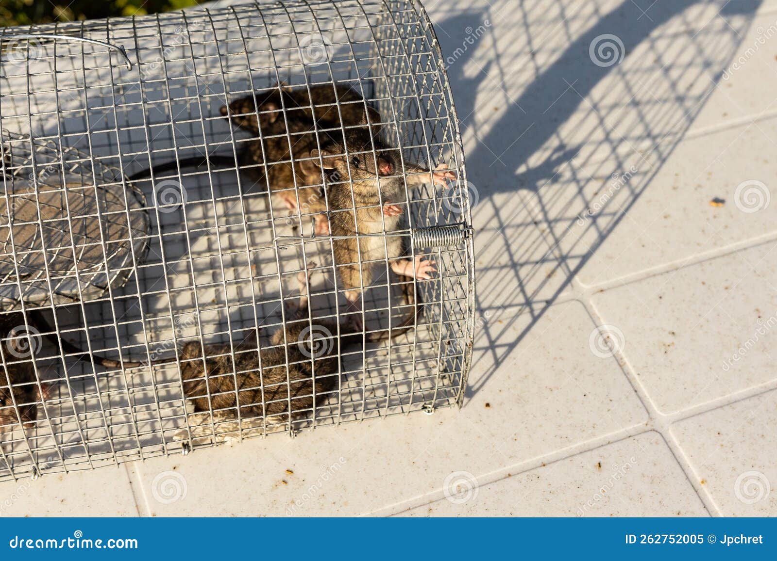 Young Rats Living Trapped in an Iron Cage Stock Image - Image of bait ...
