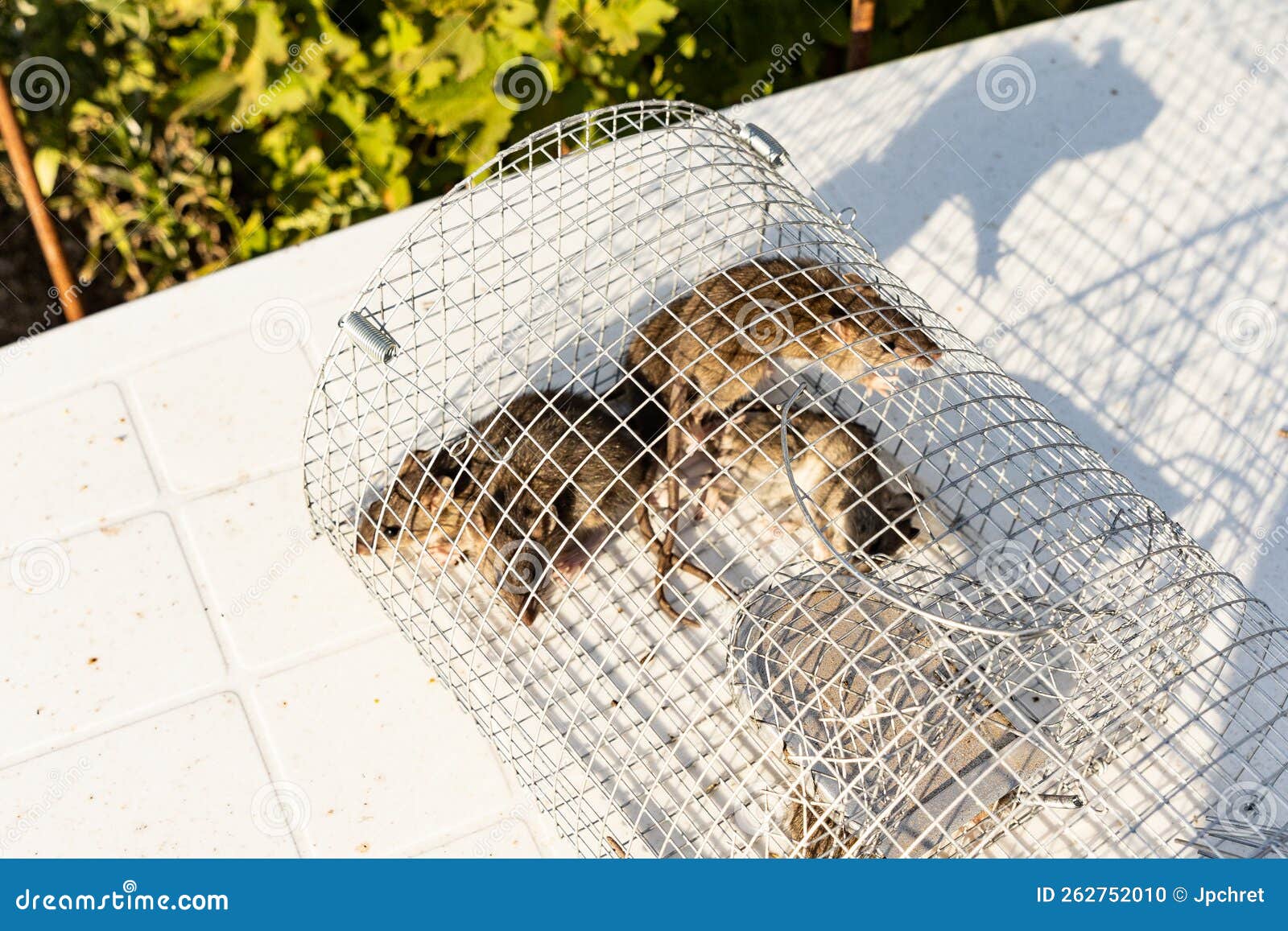 Young Rats Living Trapped in an Iron Cage Stock Photo - Image of house ...