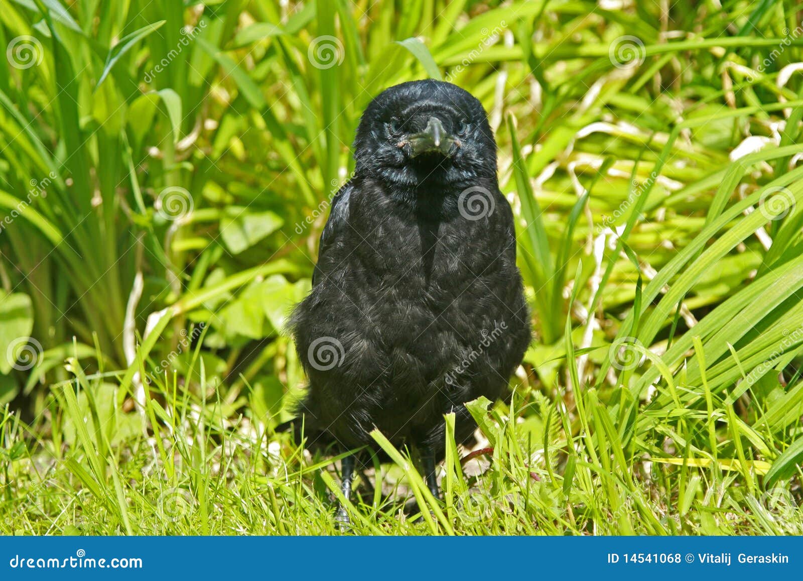 Young Raven In A Tree Stock Photography | CartoonDealer.com #254557706