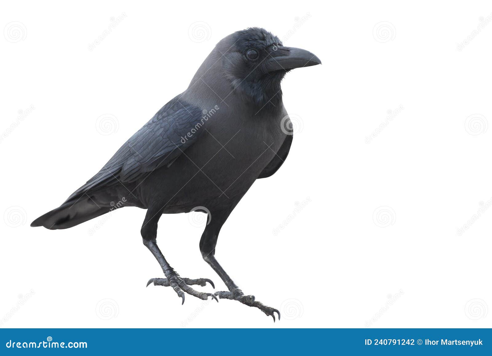 Young Raven In A Tree Stock Photography | CartoonDealer.com #254557706