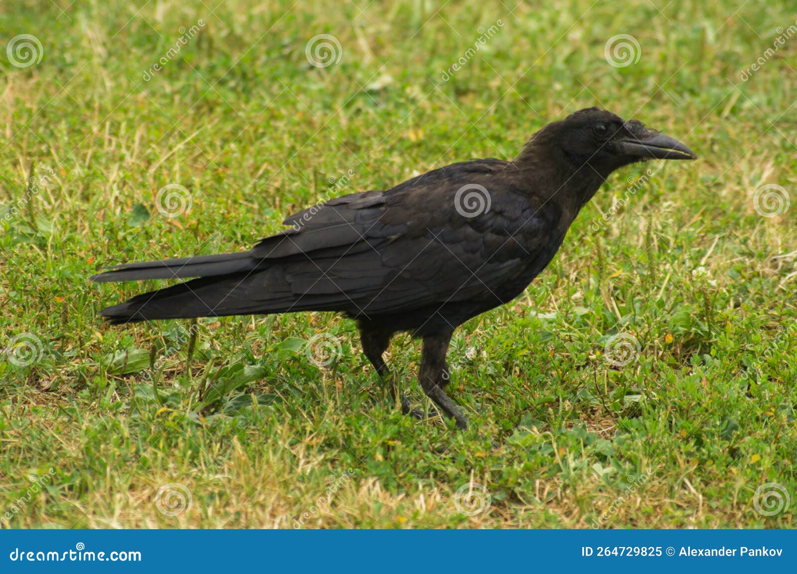 The Young Raven Standing on the Grass Stock Image - Image of curious ...