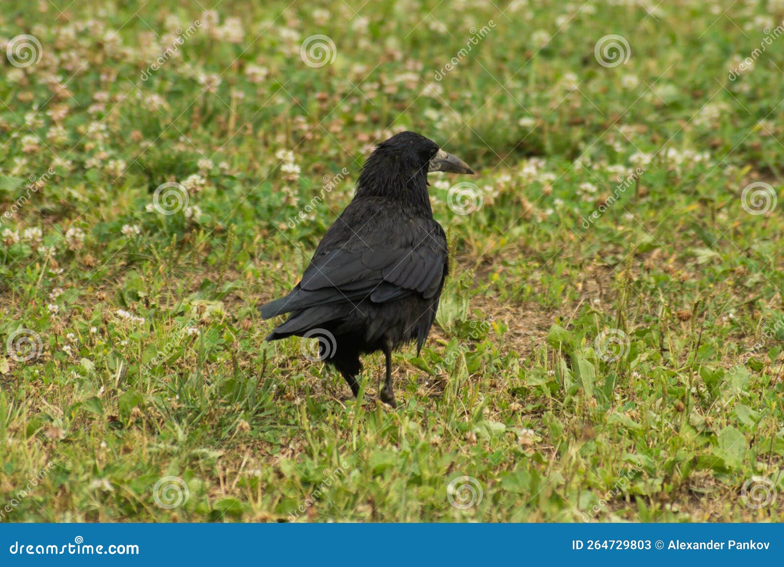 The Young Raven Walking on the Grass Stock Image - Image of closeup ...