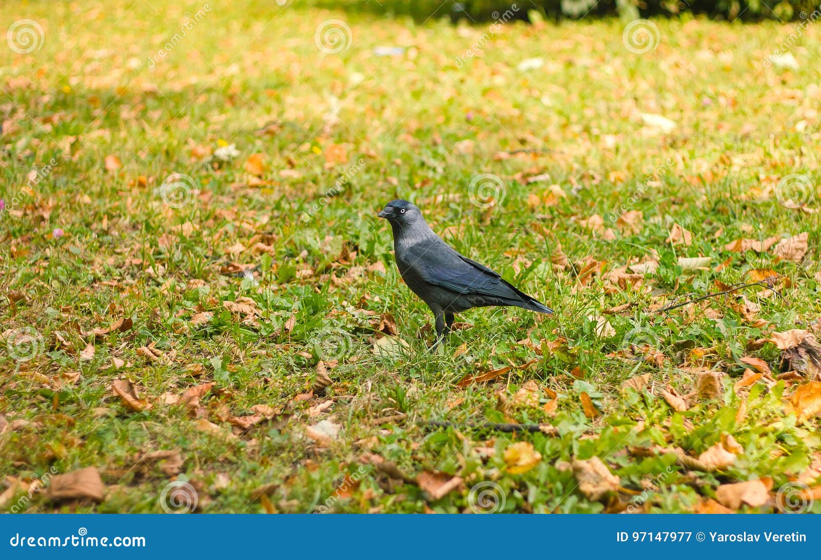 Young Raven In A Tree Stock Photography | CartoonDealer.com #254557706