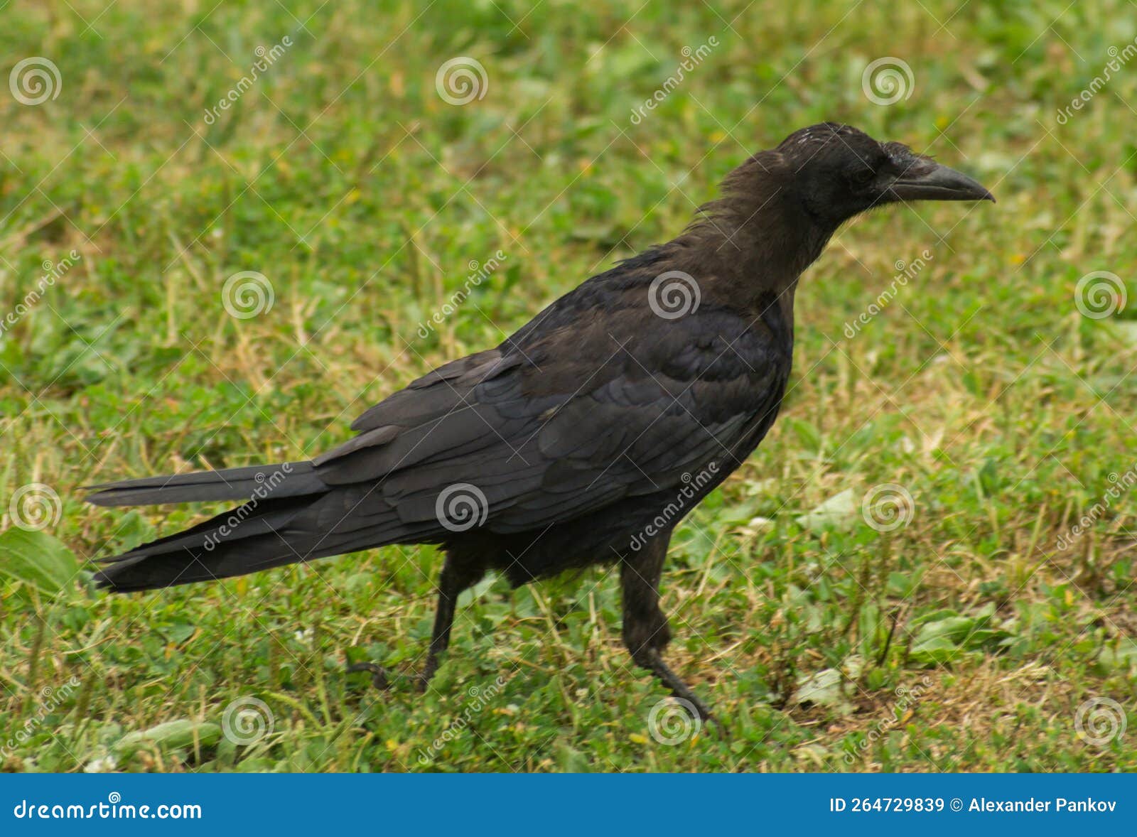 Young Raven In A Tree Stock Photography | CartoonDealer.com #254557706