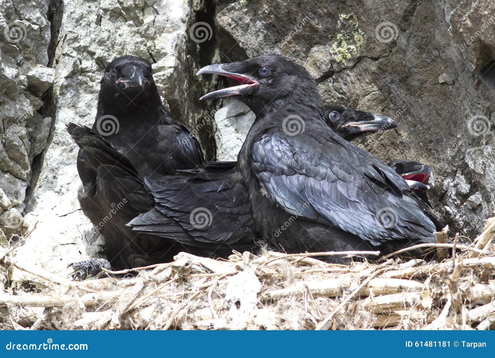 Young Ravens are Sitting in a Nest on a Stock Image - Image of spring ...