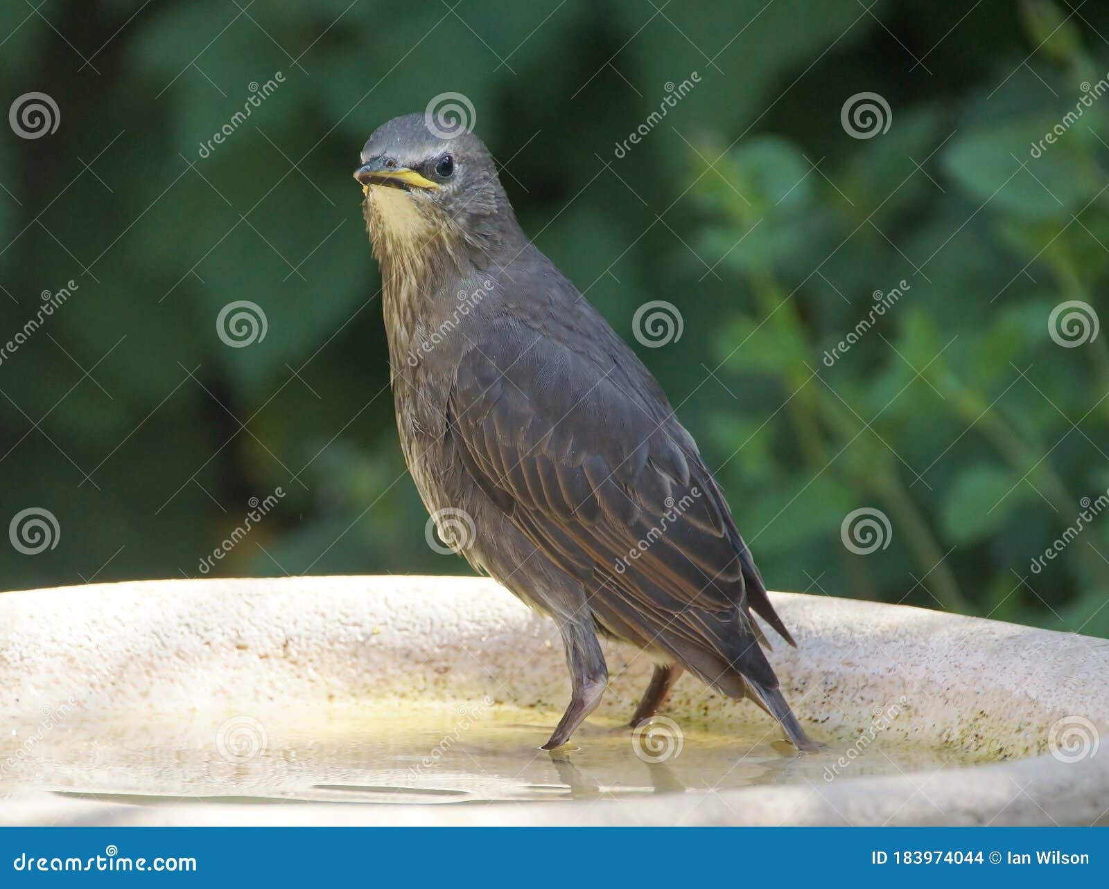 Young Starling on a Birdbath Stock Photo - Image of birdbath, baby ...
