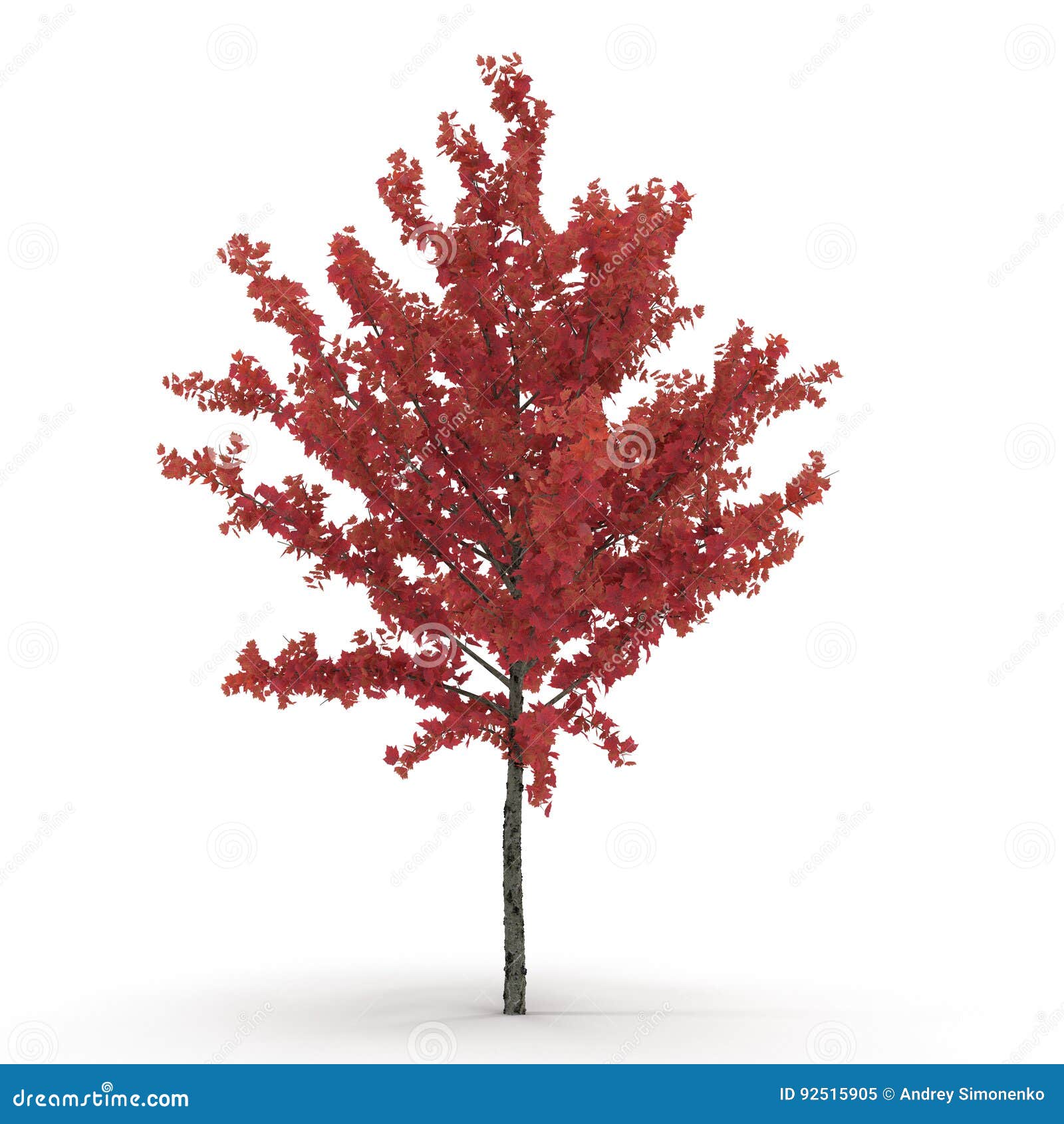 Young Red Autumn Maple Tree Isolated on White. 3D Illustration Stock ...