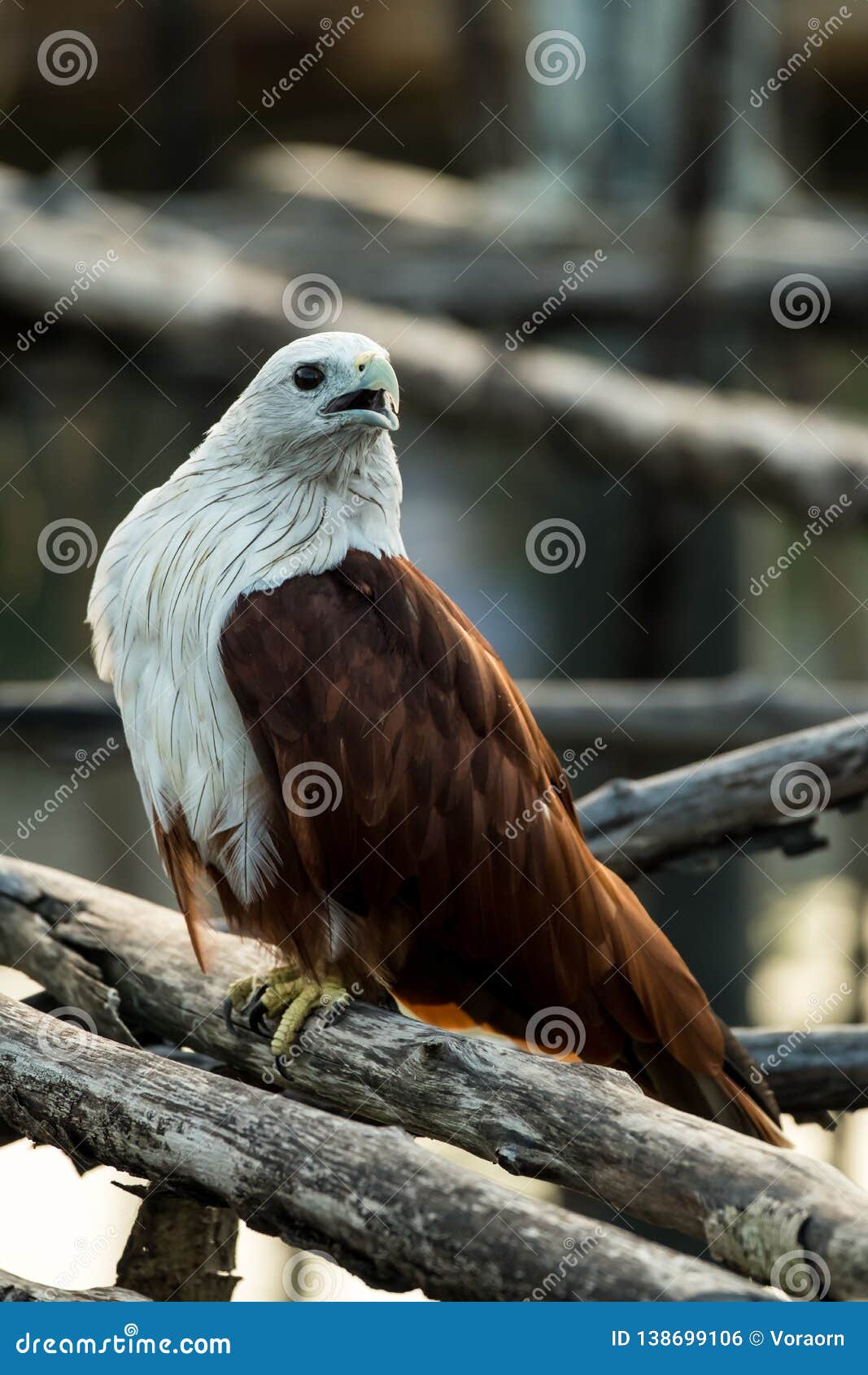Red-backed sea eagle stock photo. Image of haliastur - 138699106