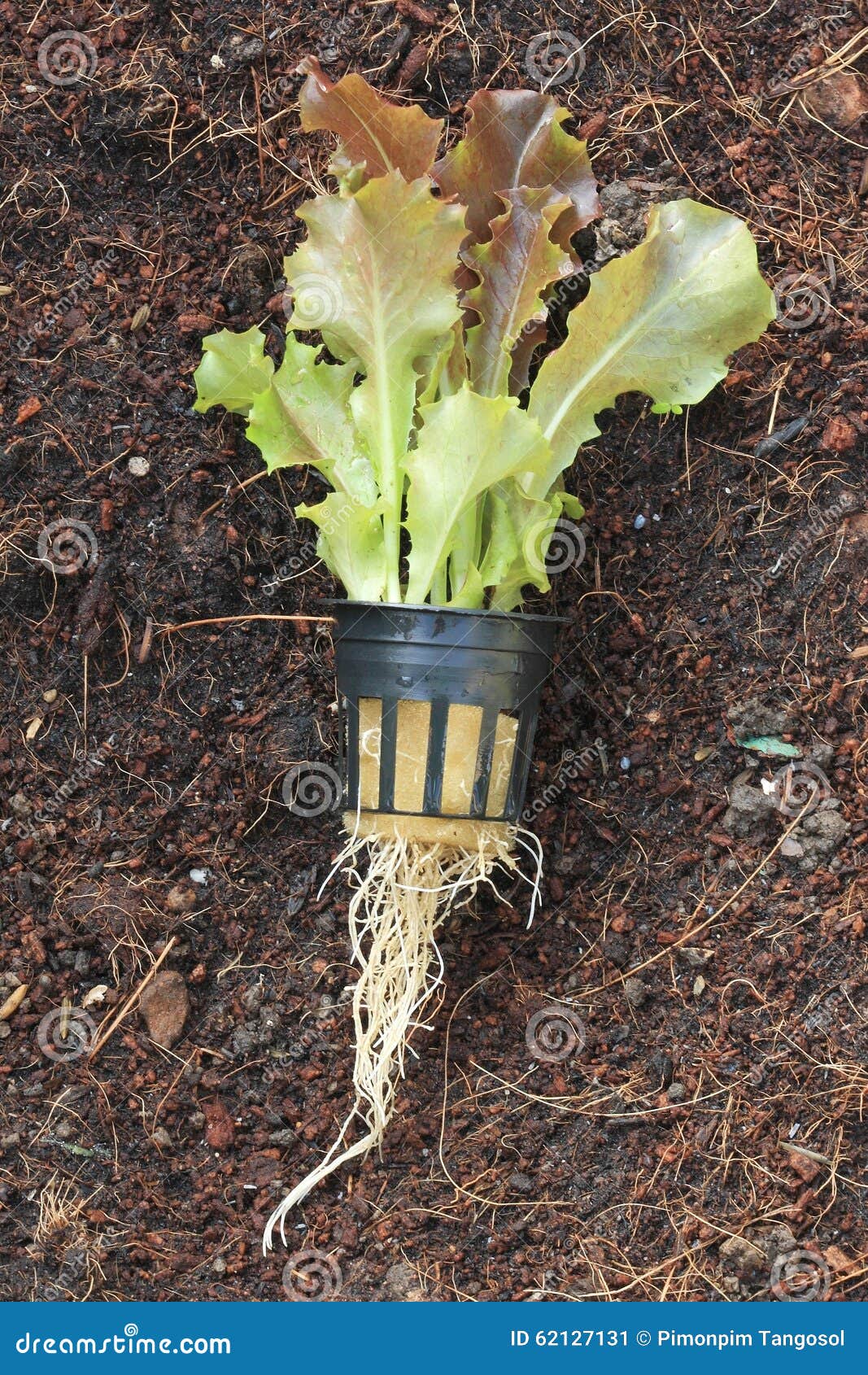 Young red batavia lettuce stock image. Image of clean - 62127131