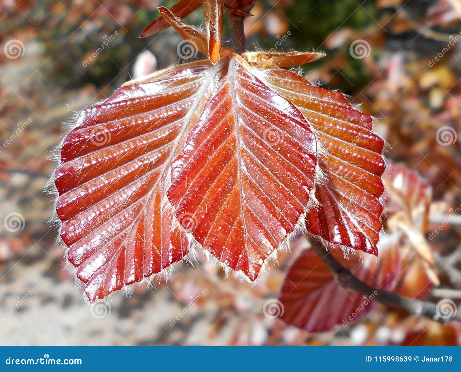 Young red beech leafs stock image. Image of botanic - 115998639