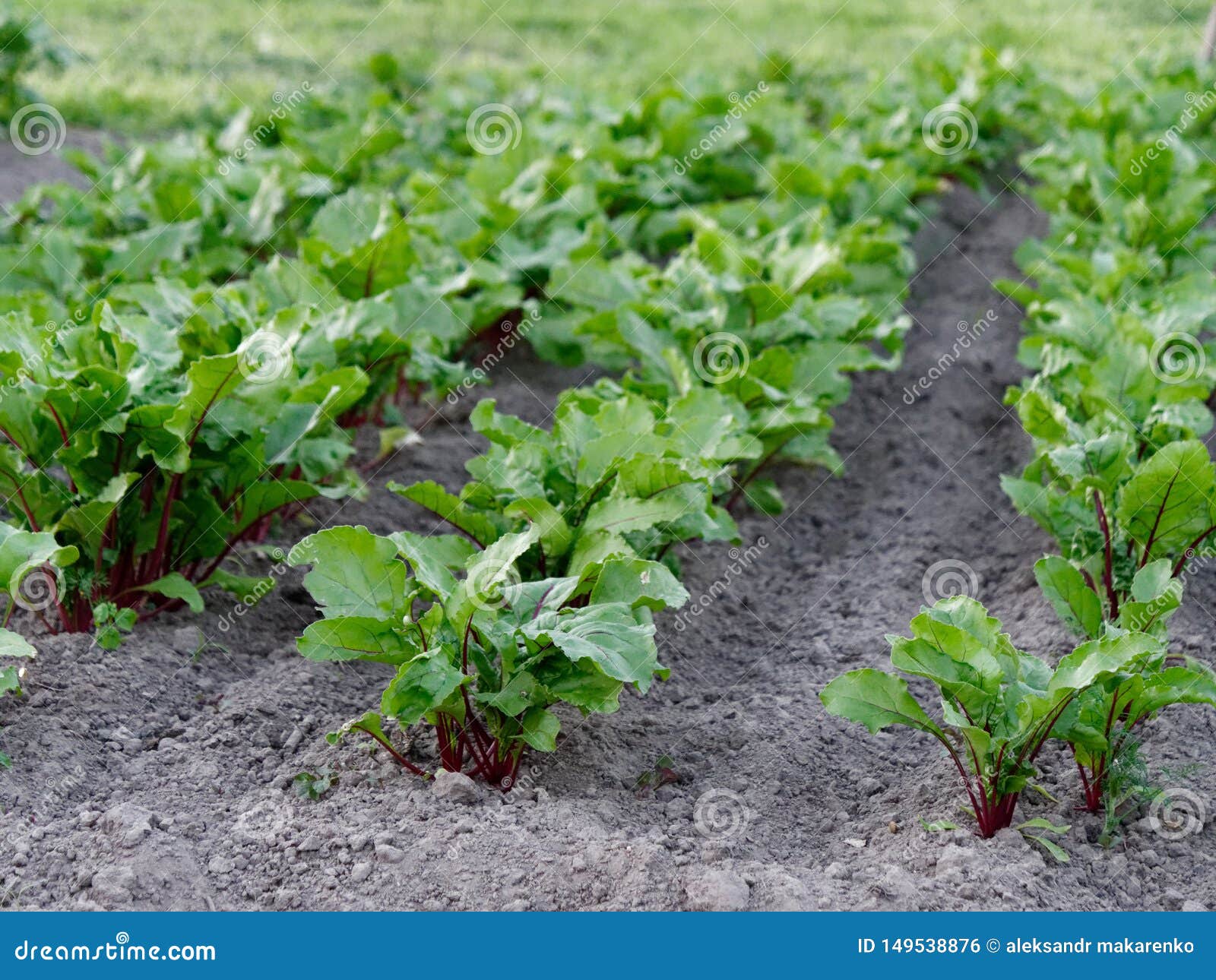 Growing Vegetables in the Ground. Red Beetroot Stock Photo - Image of ...