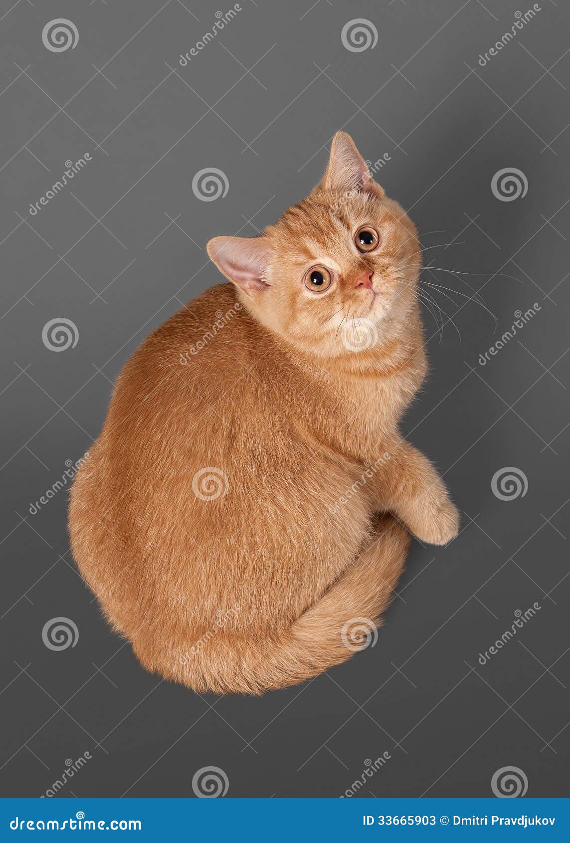 Young red british kitten stock image. Image of color - 33665903