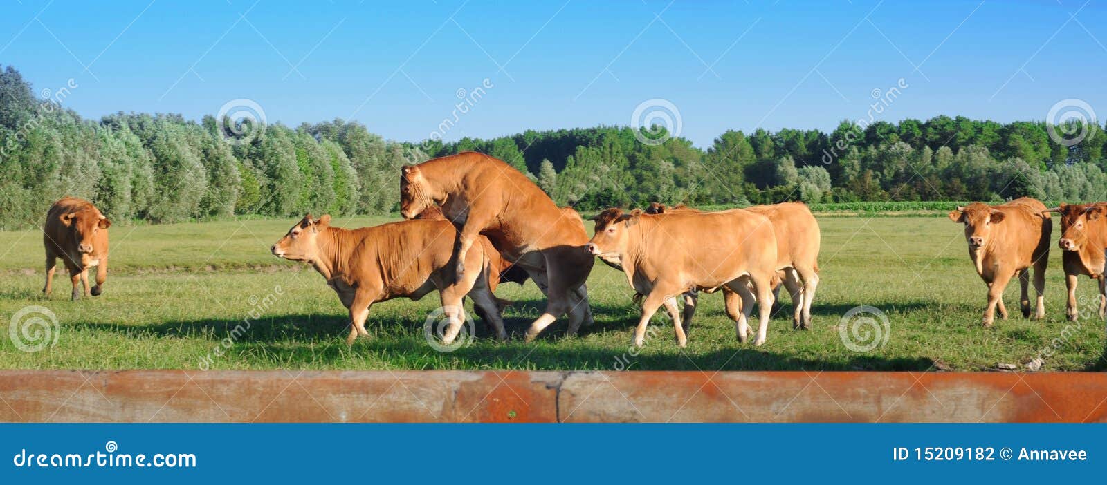 Young red bulls playing stock photo. Image of fauna, meadow - 15209182