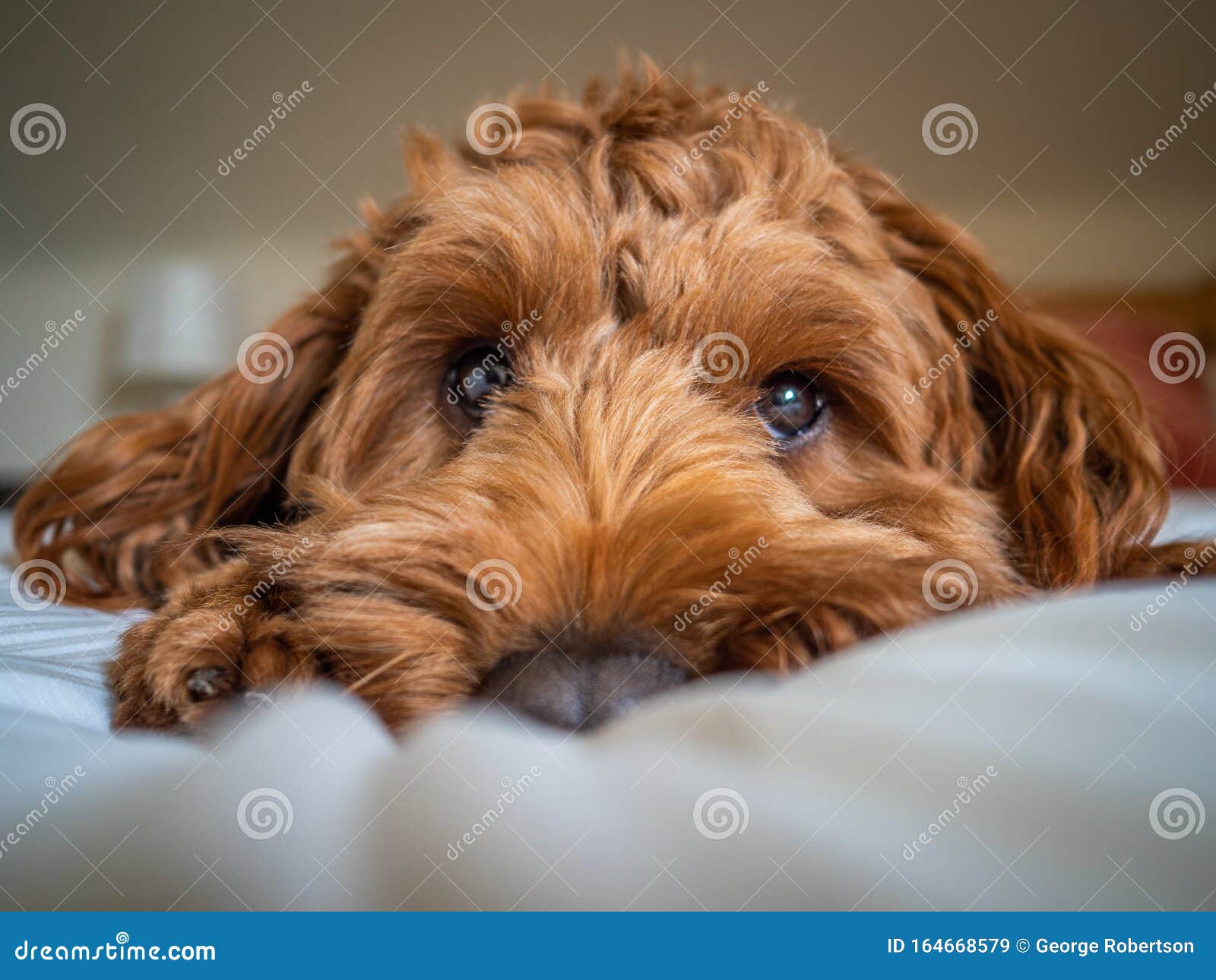 A Young Cockapoo Lying Comfortably on a Bed Stock Image - Image of eyes ...
