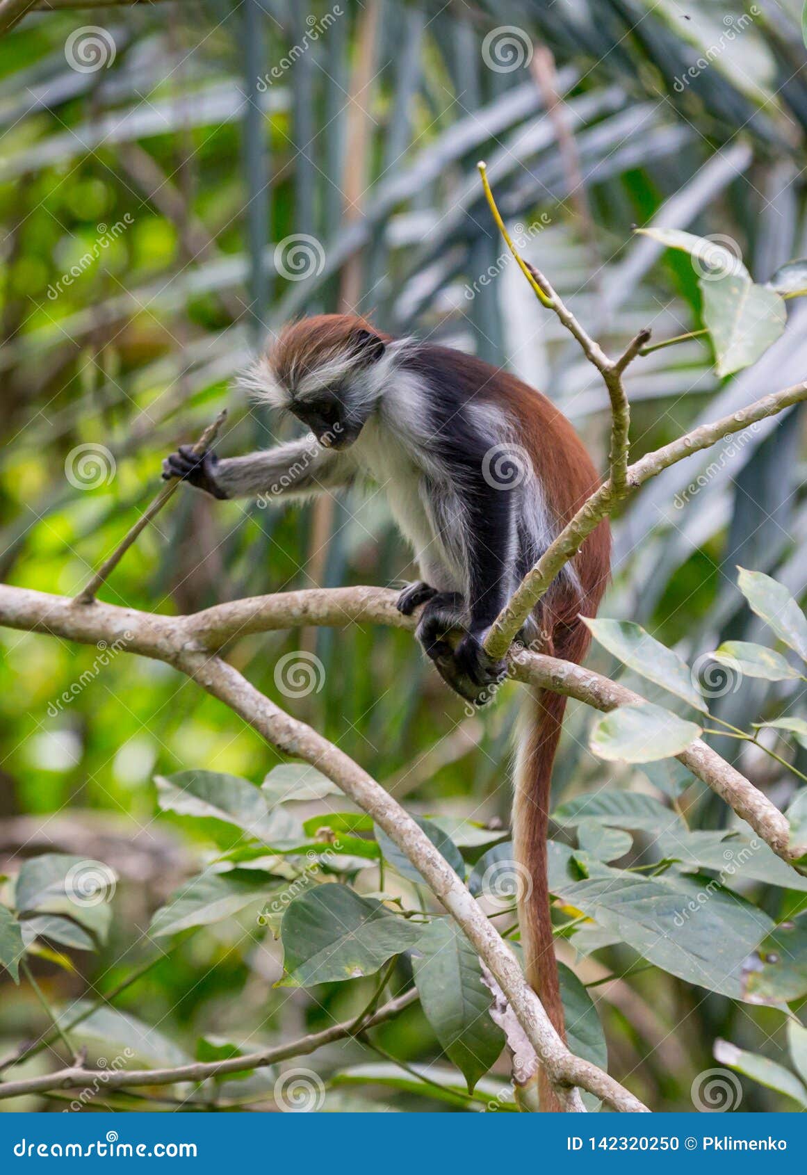 Young Red Colobus Monkey in Forest Stock Photo - Image of monkeys ...