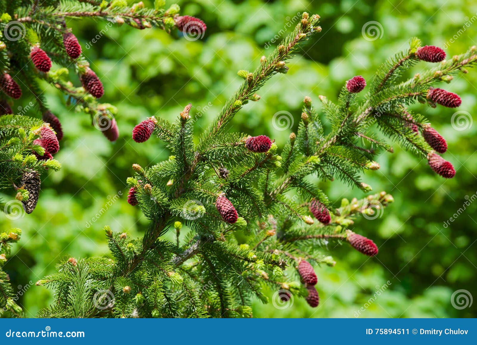 Young Red Cones at the Pine Tree Branch in Spiring. Stock Image - Image ...