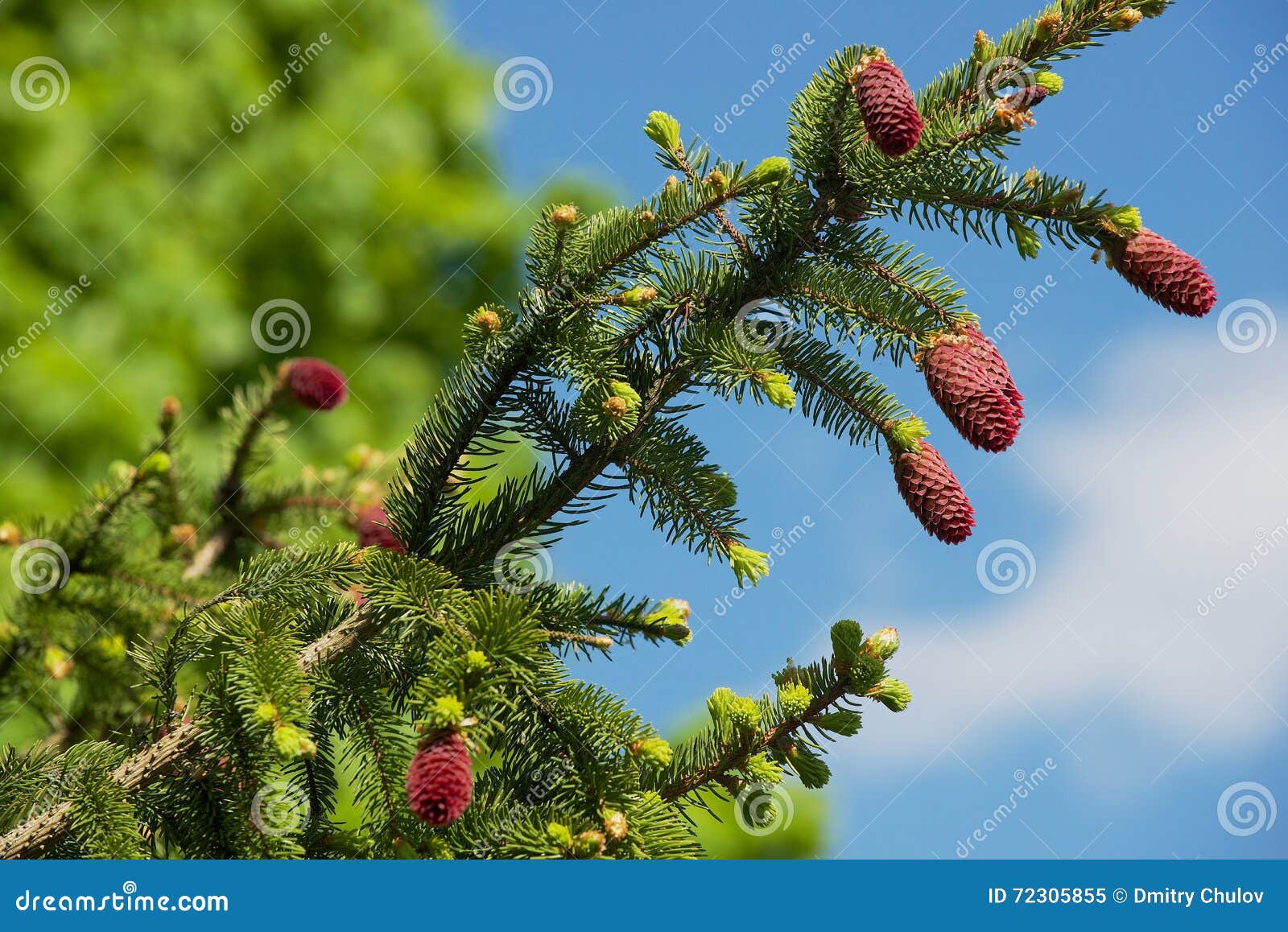 Young Red Cones at the Pine Tree Branch in Spring. Stock Image - Image ...