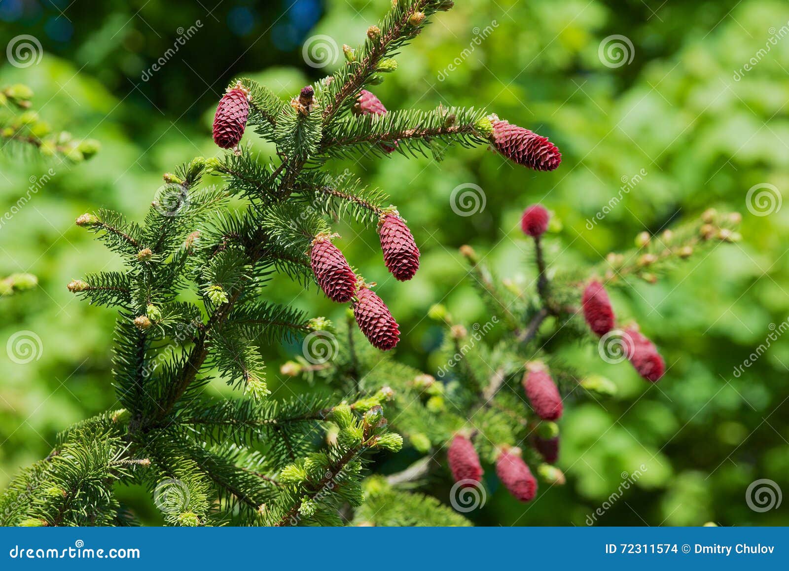 Young Red Cones at the Pine Tree Branch in Spring. Stock Photo - Image ...