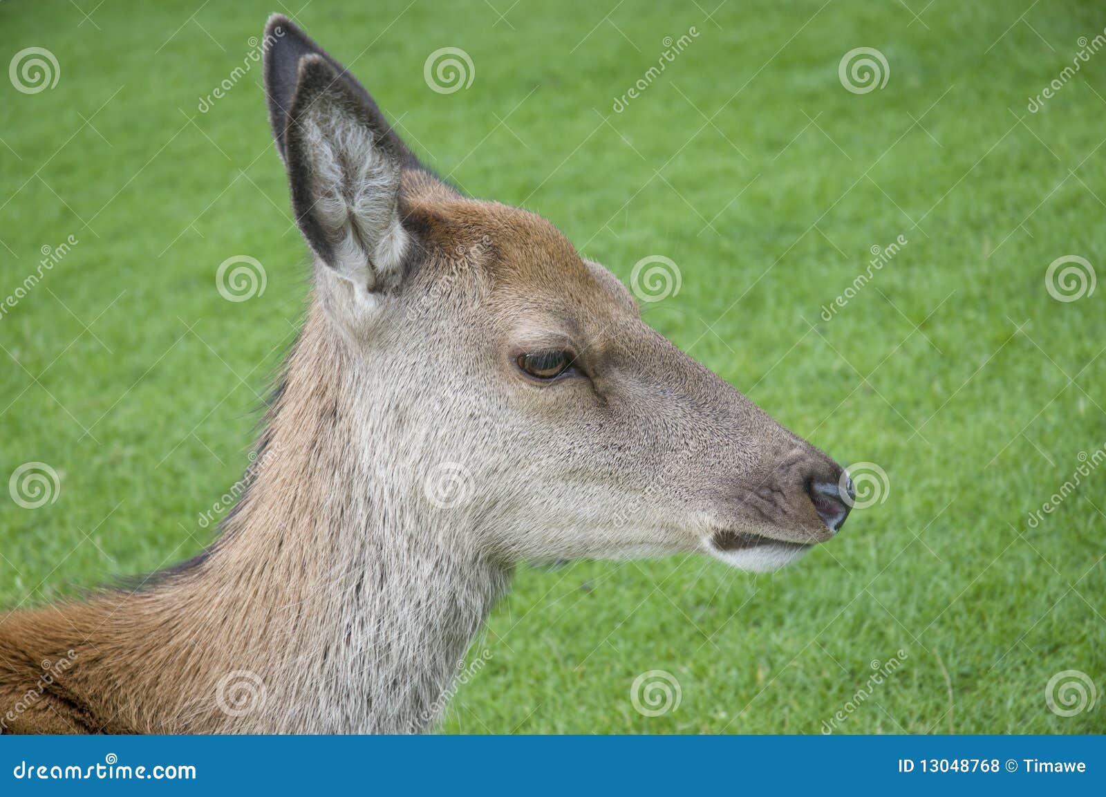 Young Red Deer Hind stock photo. Image of deer, head - 13048768
