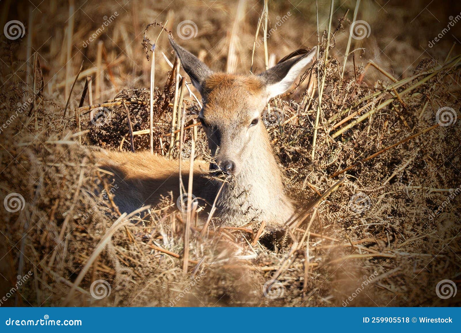 Young Red Deer Laying in the Field Stock Photo - Image of young ...