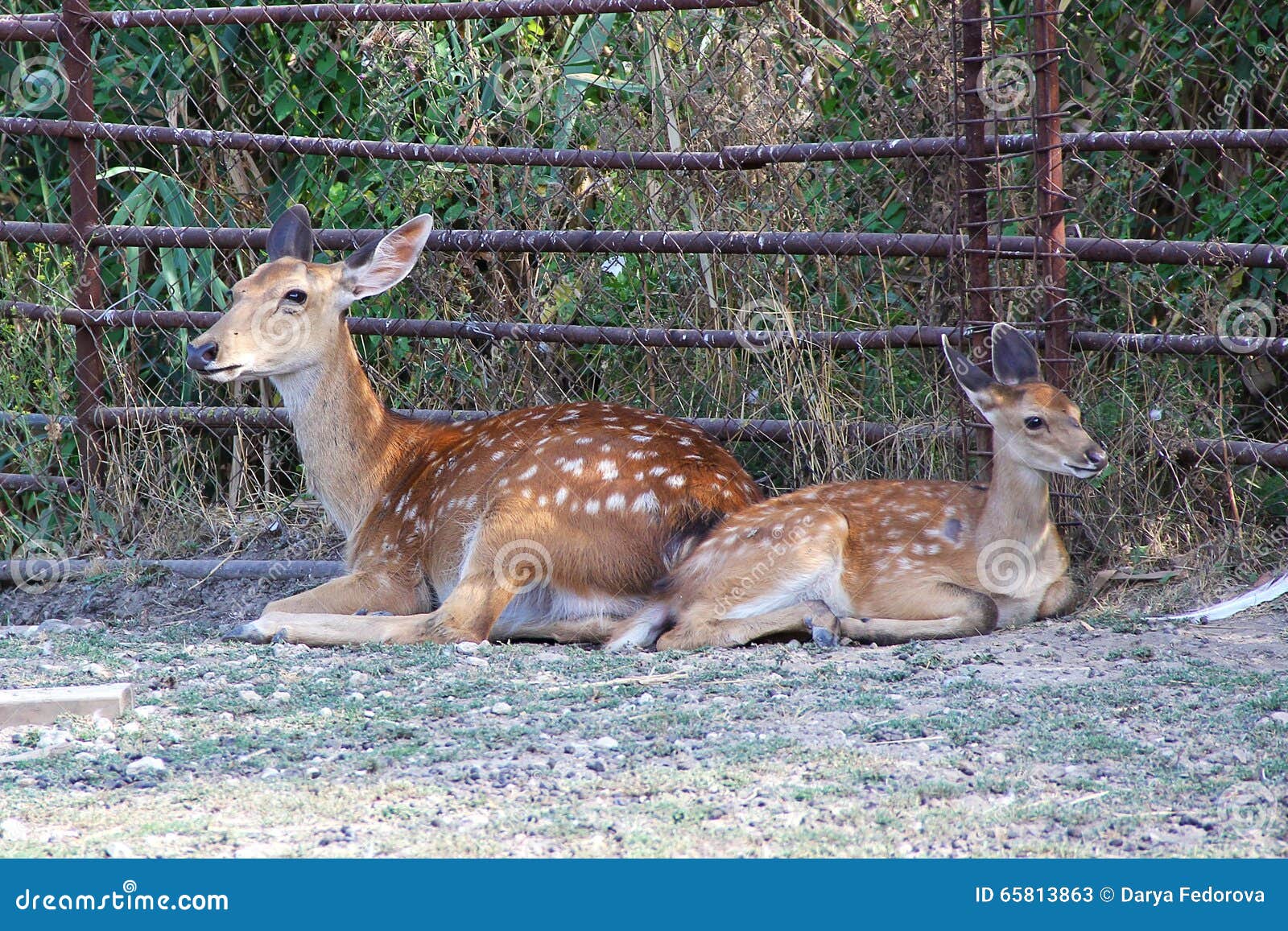 Young Red Deer resting stock image. Image of hunter, animal - 65813863