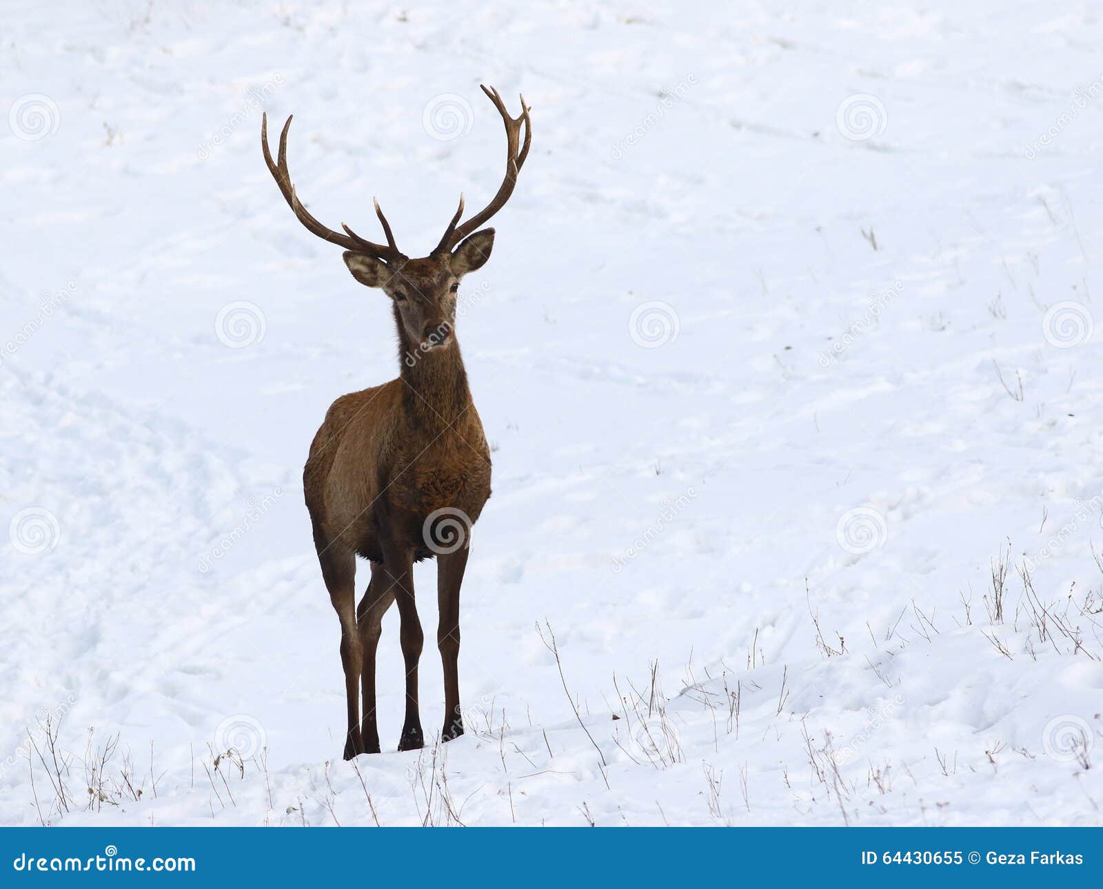 Young red deer in snow stock image. Image of brown, grunt - 64430655