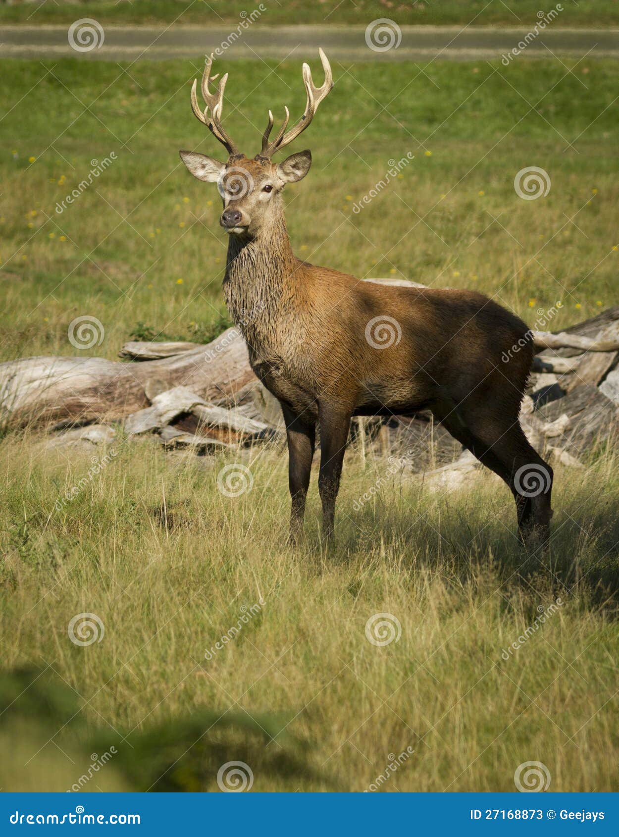 Young Red Deer stag stock image. Image of cervus, autumn - 27168873