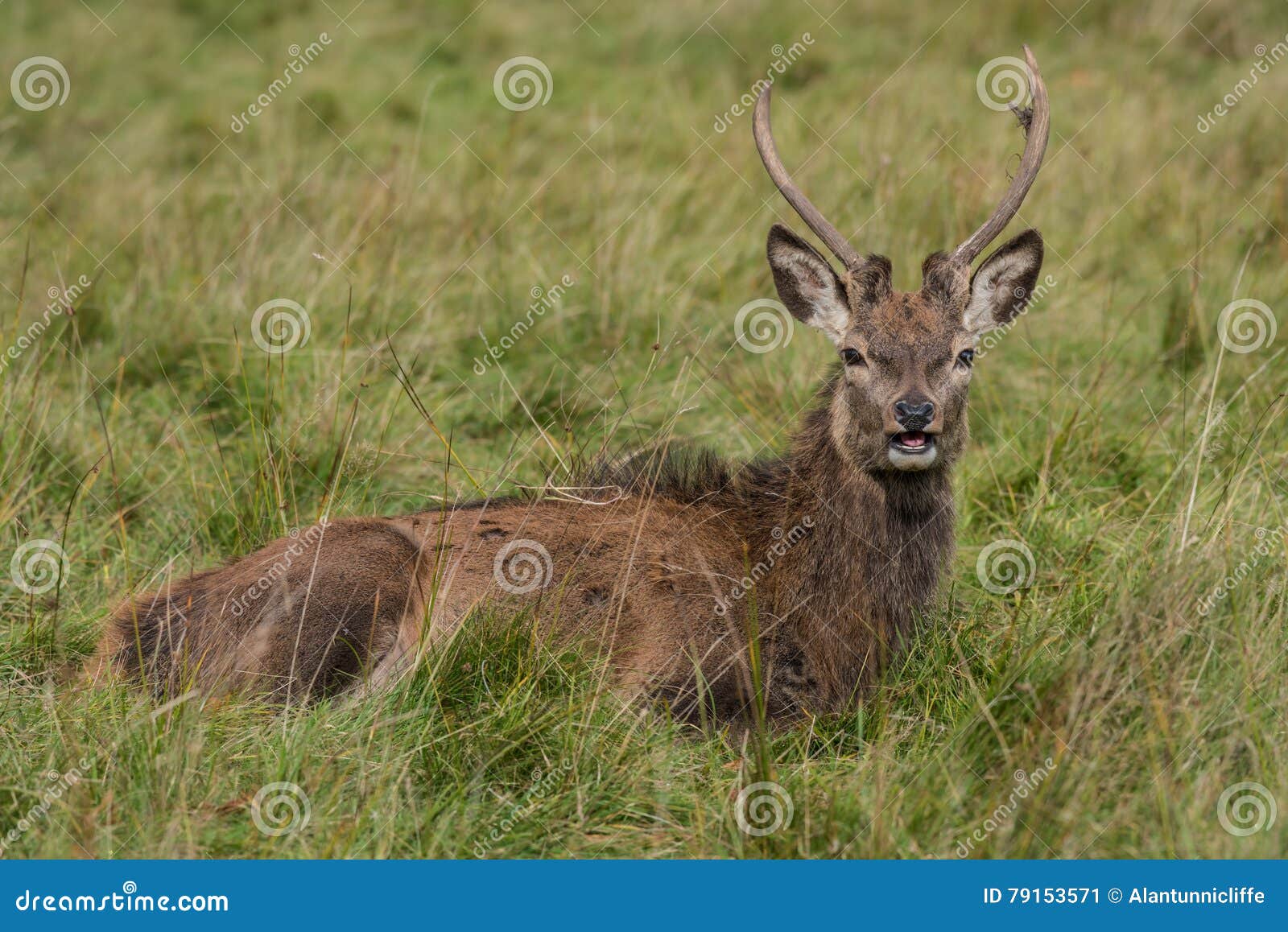 Young red deer stag stock image. Image of alert, head - 79153571