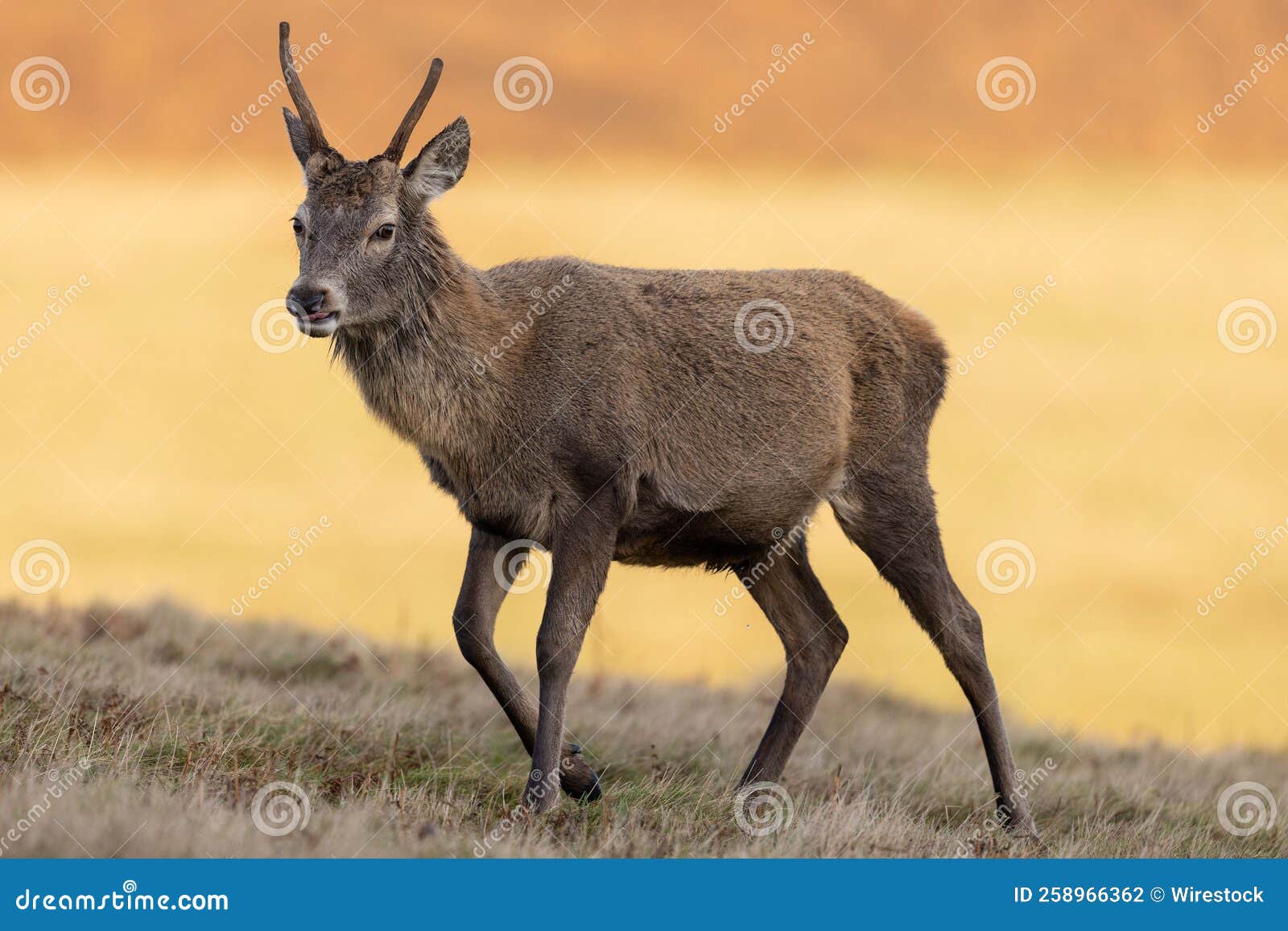 Young Red Deer Stag Walking in a Field. Stock Photo - Image of stag ...