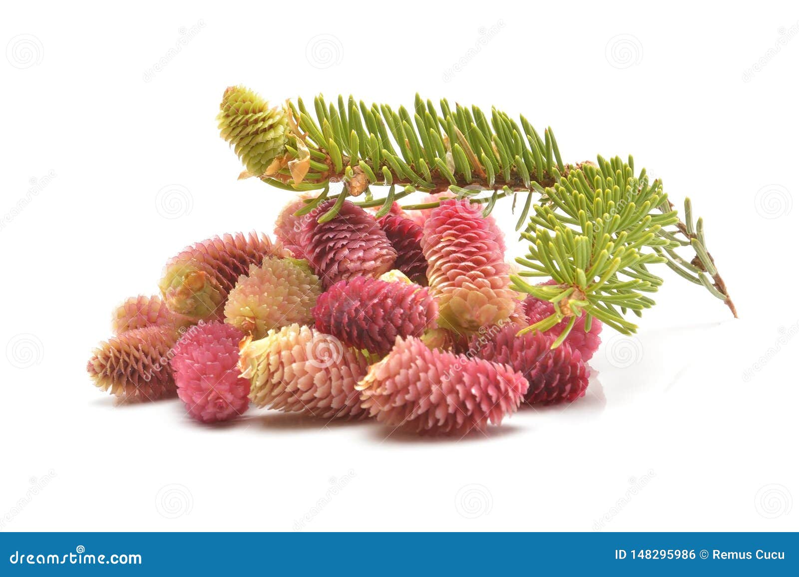 Young Red Fir Cones on White Background Stock Photo - Image of spruce ...