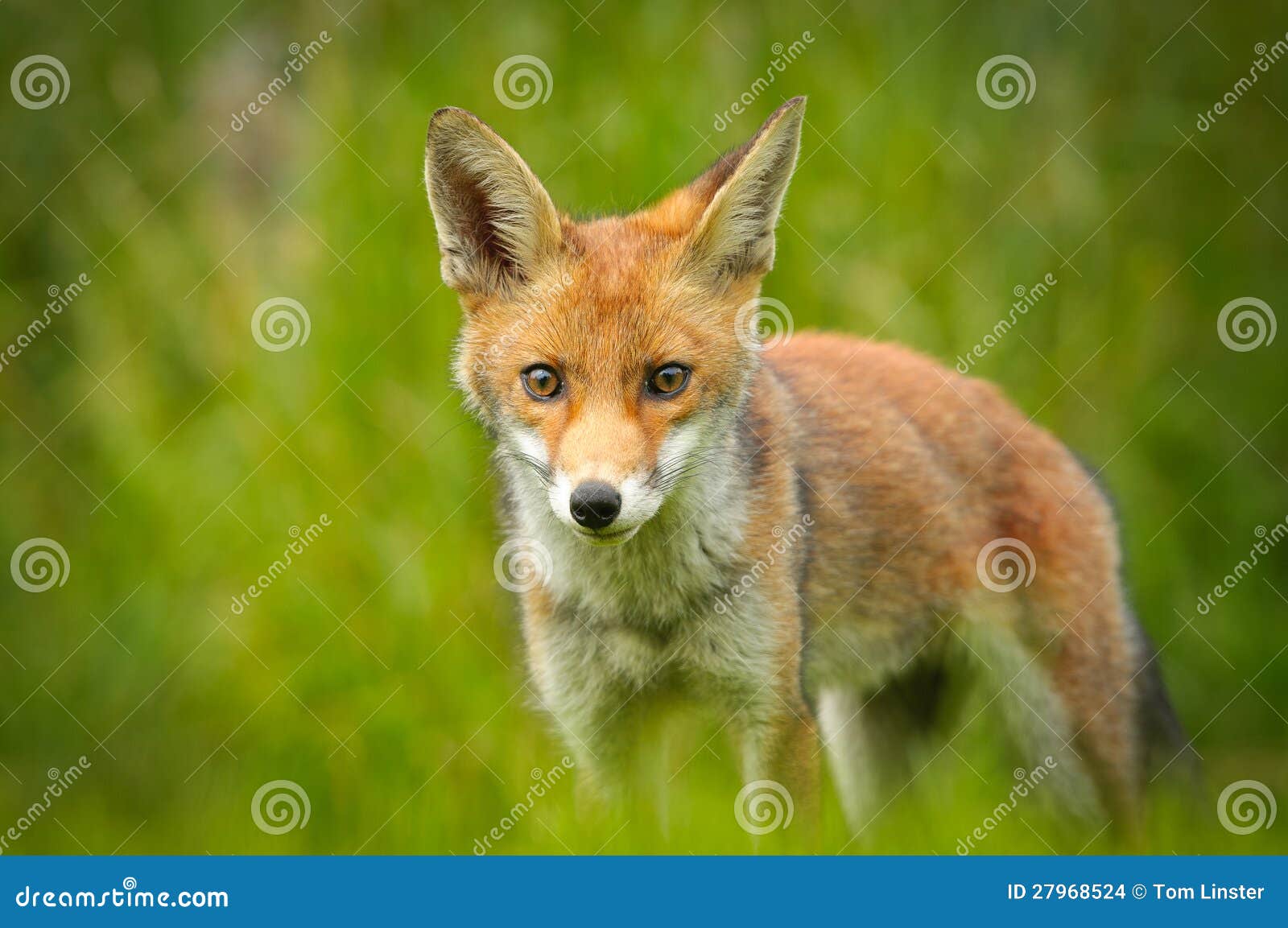 Young Red fox stock photo. Image of morning, europe, animal - 27968524
