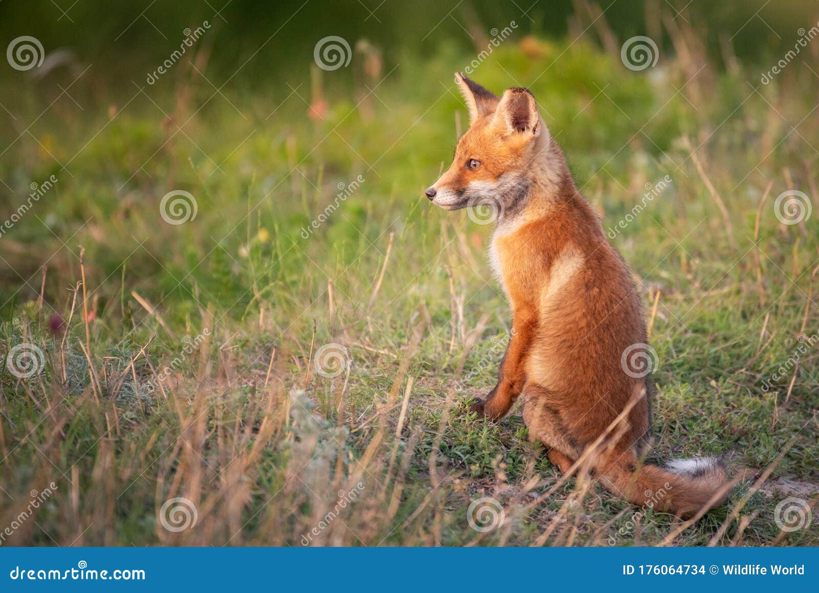 A Young Red Fox in a Beautiful Light Close Up. Vulpes Vulpes Stock ...