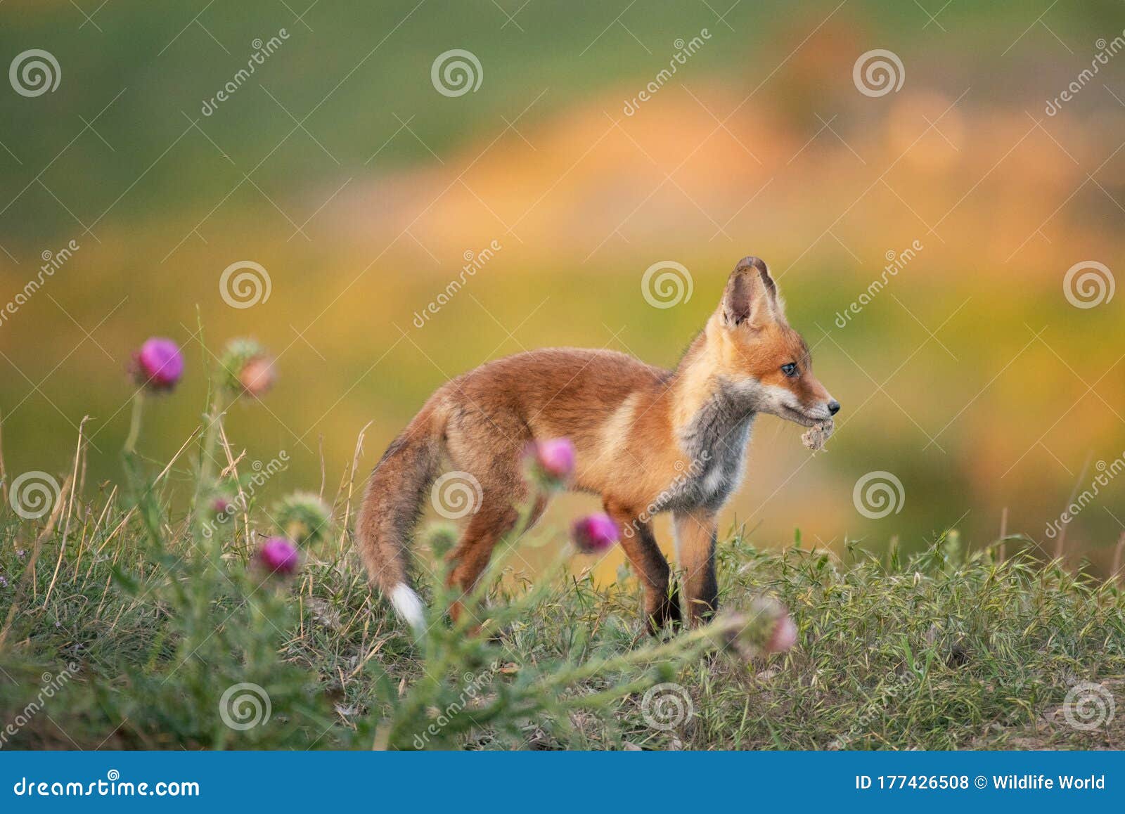 A Young Red Fox in a Beautiful Light. Vulpes Vulpes Stock Photo - Image ...