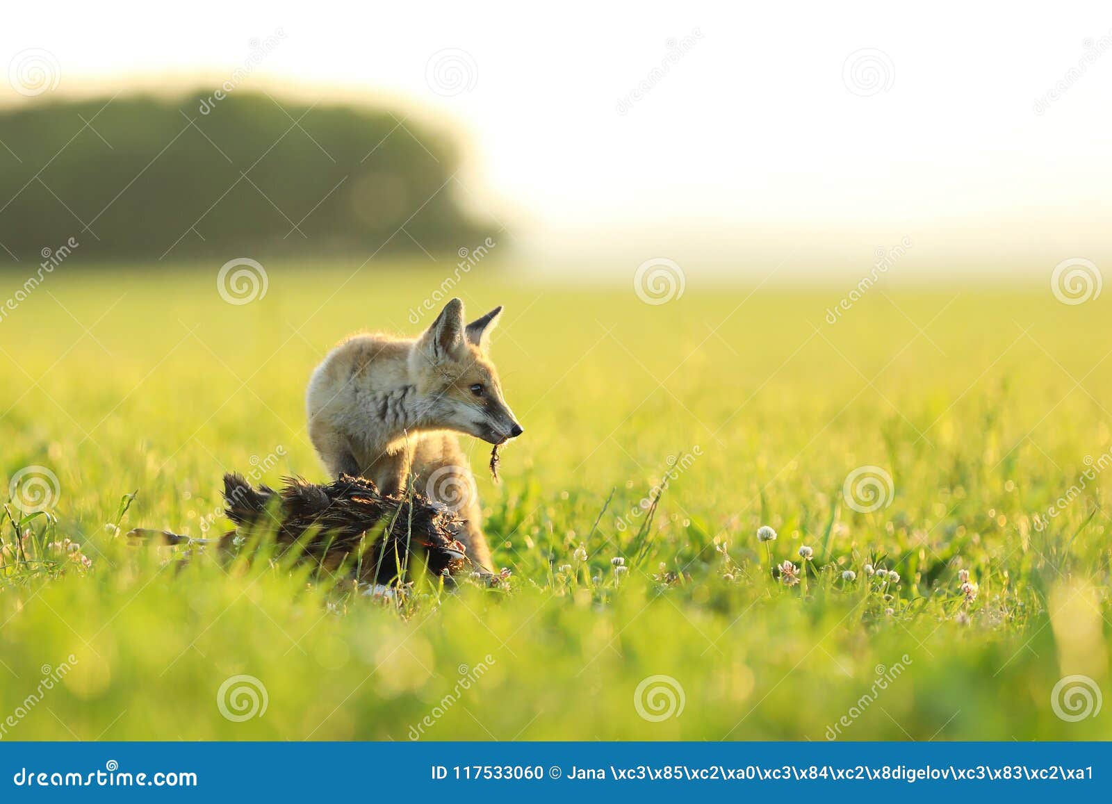 Young Red Fox with Catched Bird on Meadow in the Morning - Vulpes ...